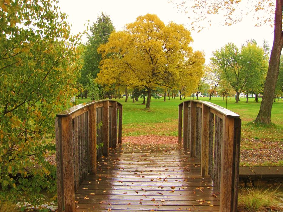 Park Autumn Tree free image download