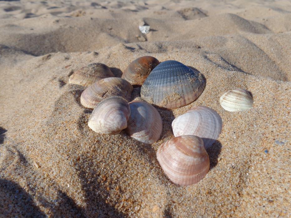Shells Ocean Sea free image download