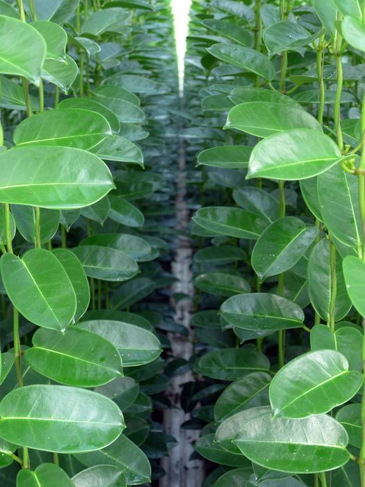 Stephanotis Green Plants free image download