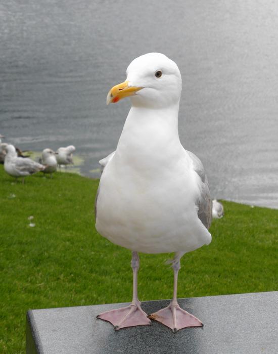Seagull Sea Beak free image download