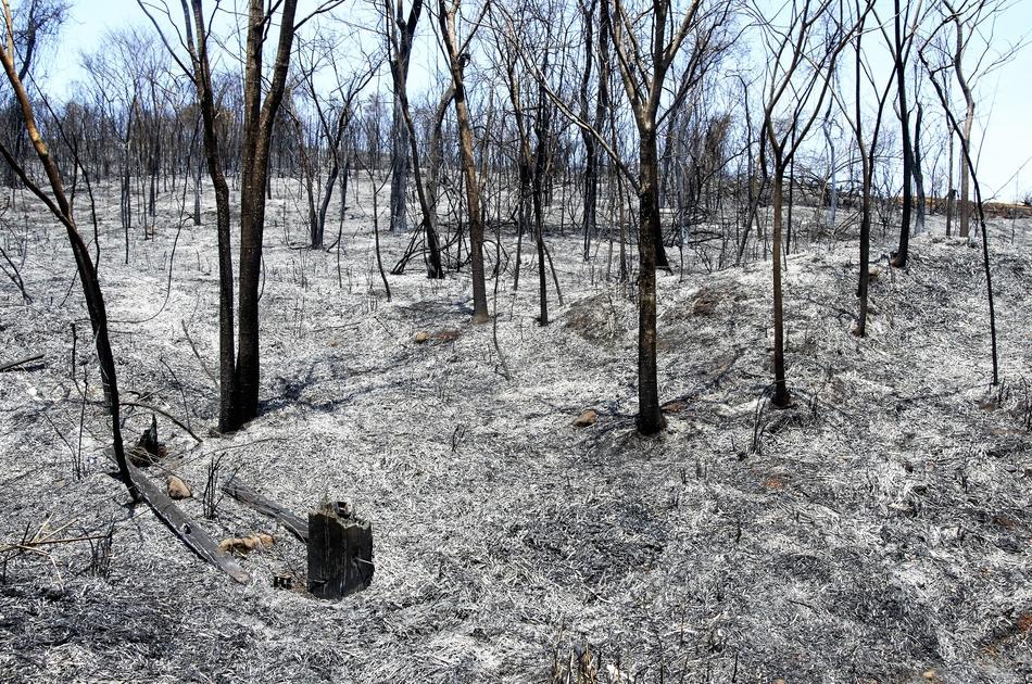 Remnants of trees after a major fire free image download