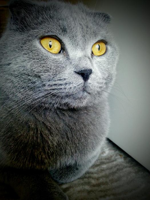 Swore And free image download