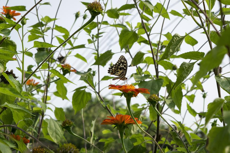 A butterfly near beautiful flowers in the garden free image download
