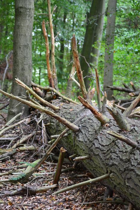 Tree Fallen Aesthetic free image download