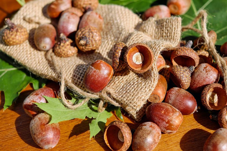 Acorns Tree Fruit Fruits free image download
