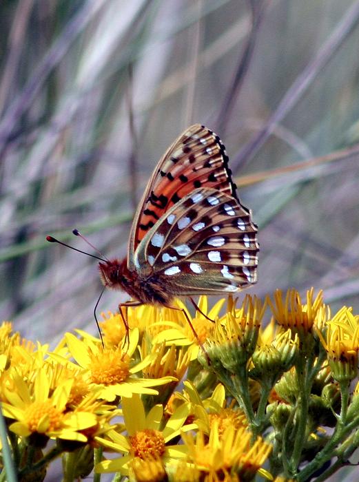 Butterfly Macro Insect free image download