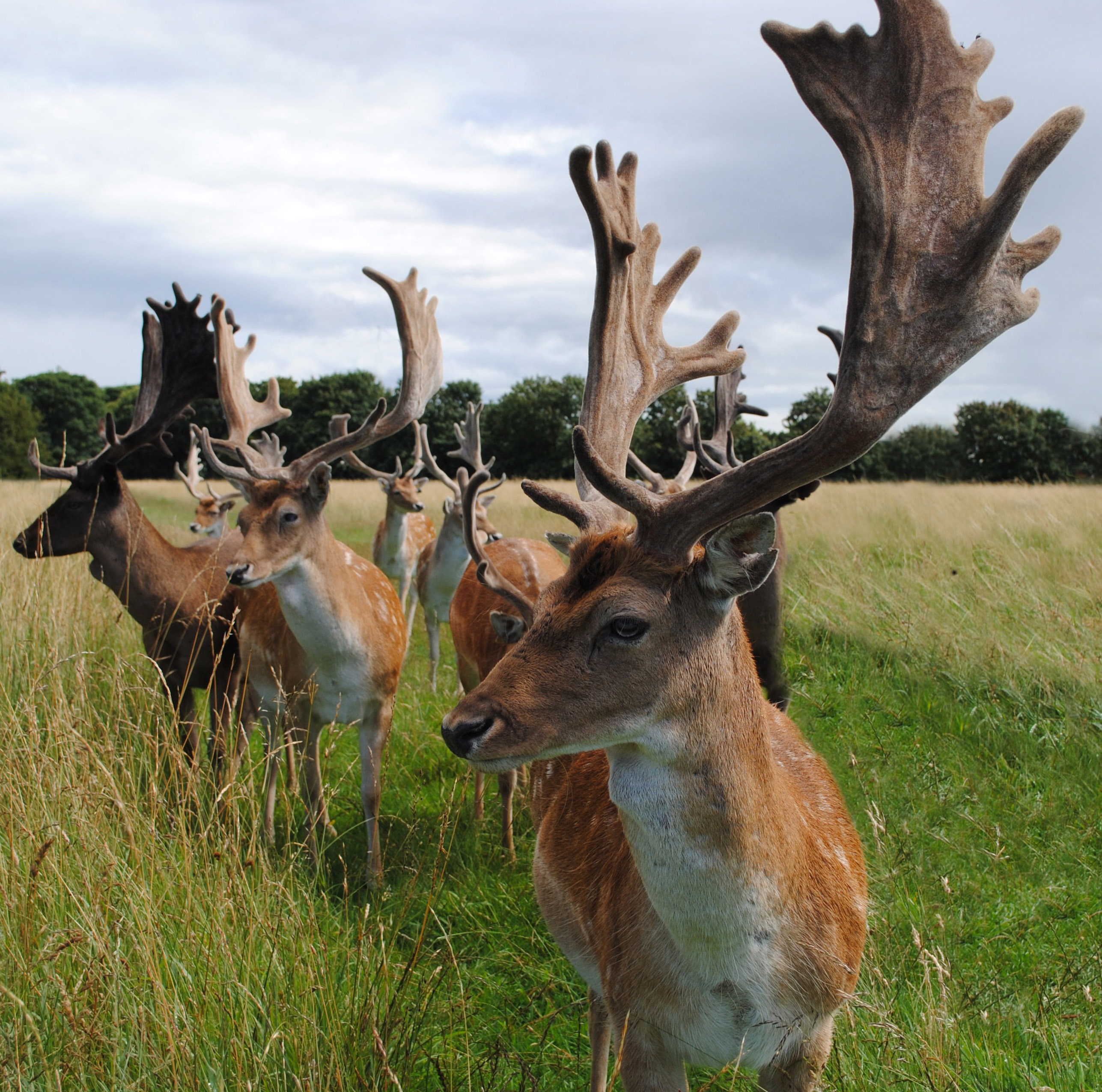 Doe in a green field free image download