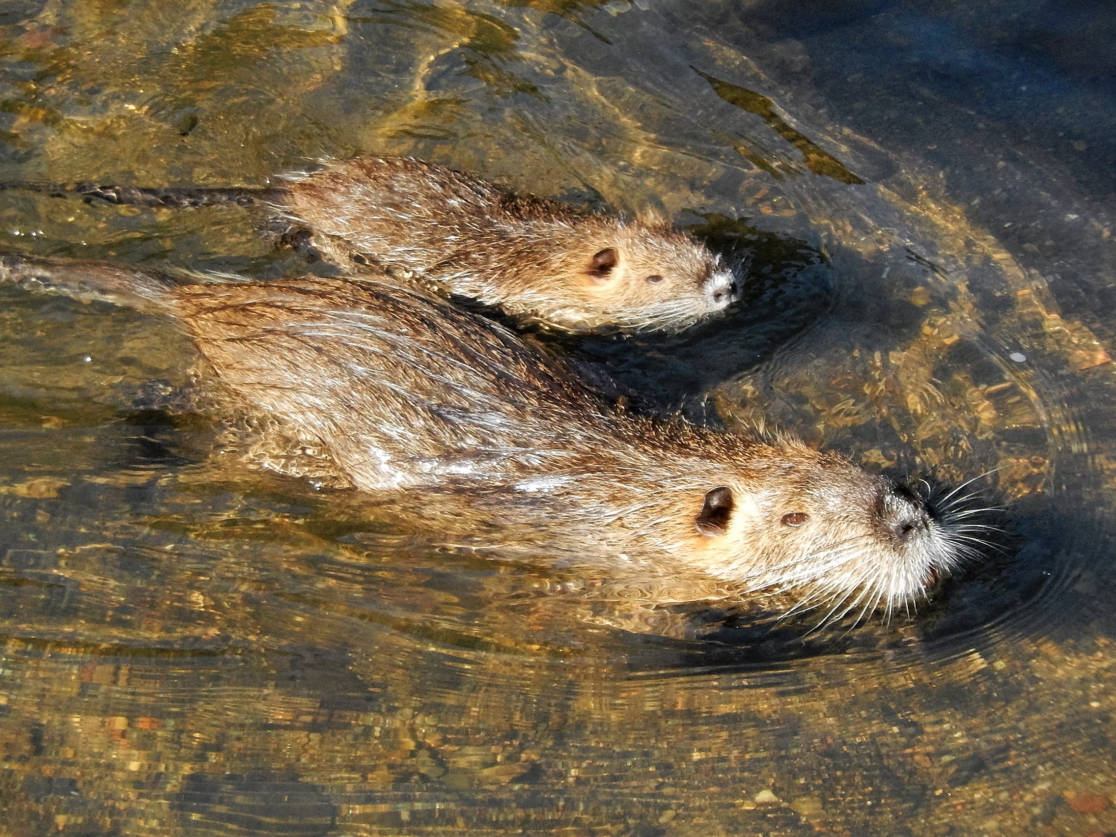 Coypu Animals free image download
