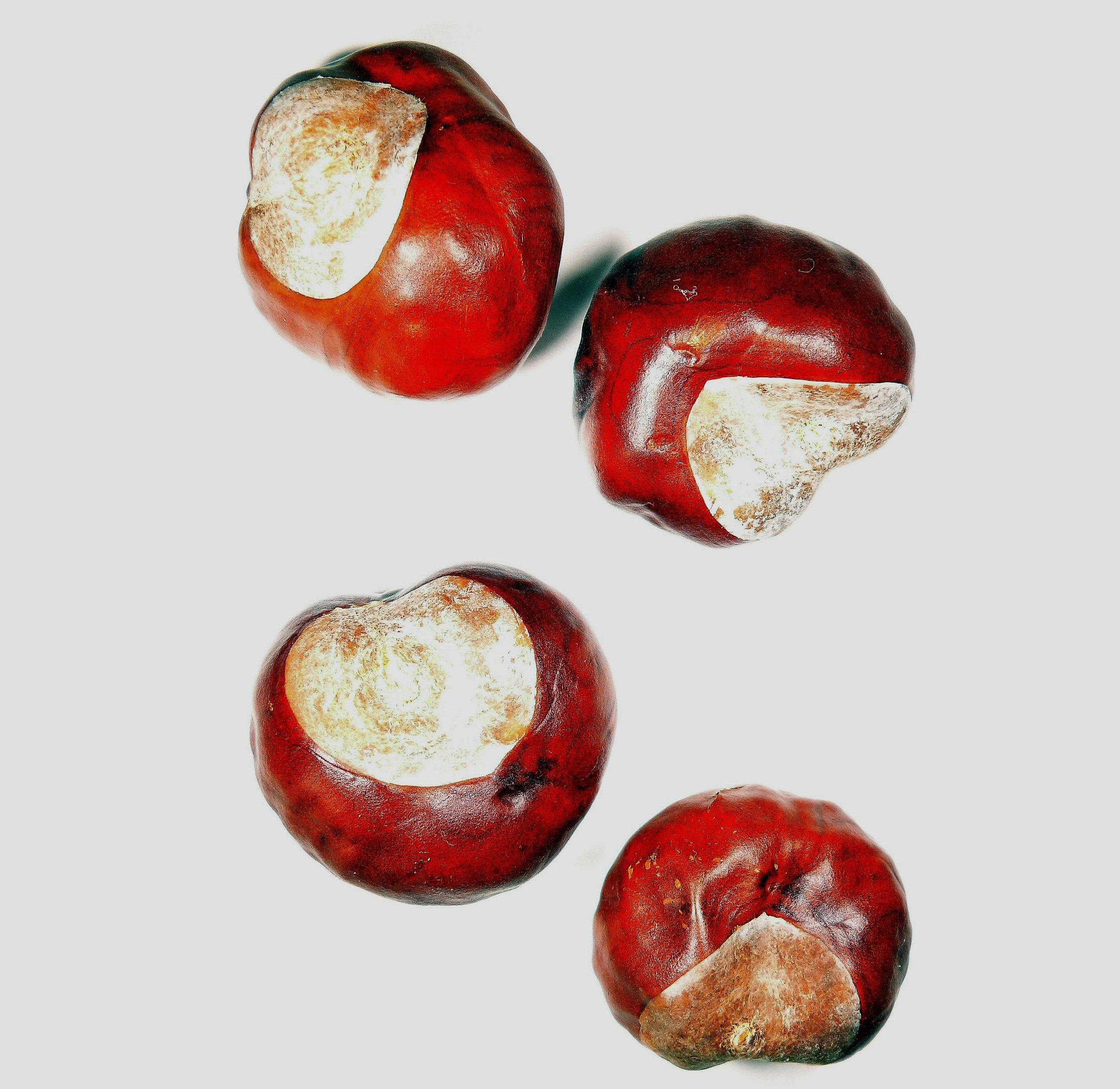 Chestnut Nuts free image download