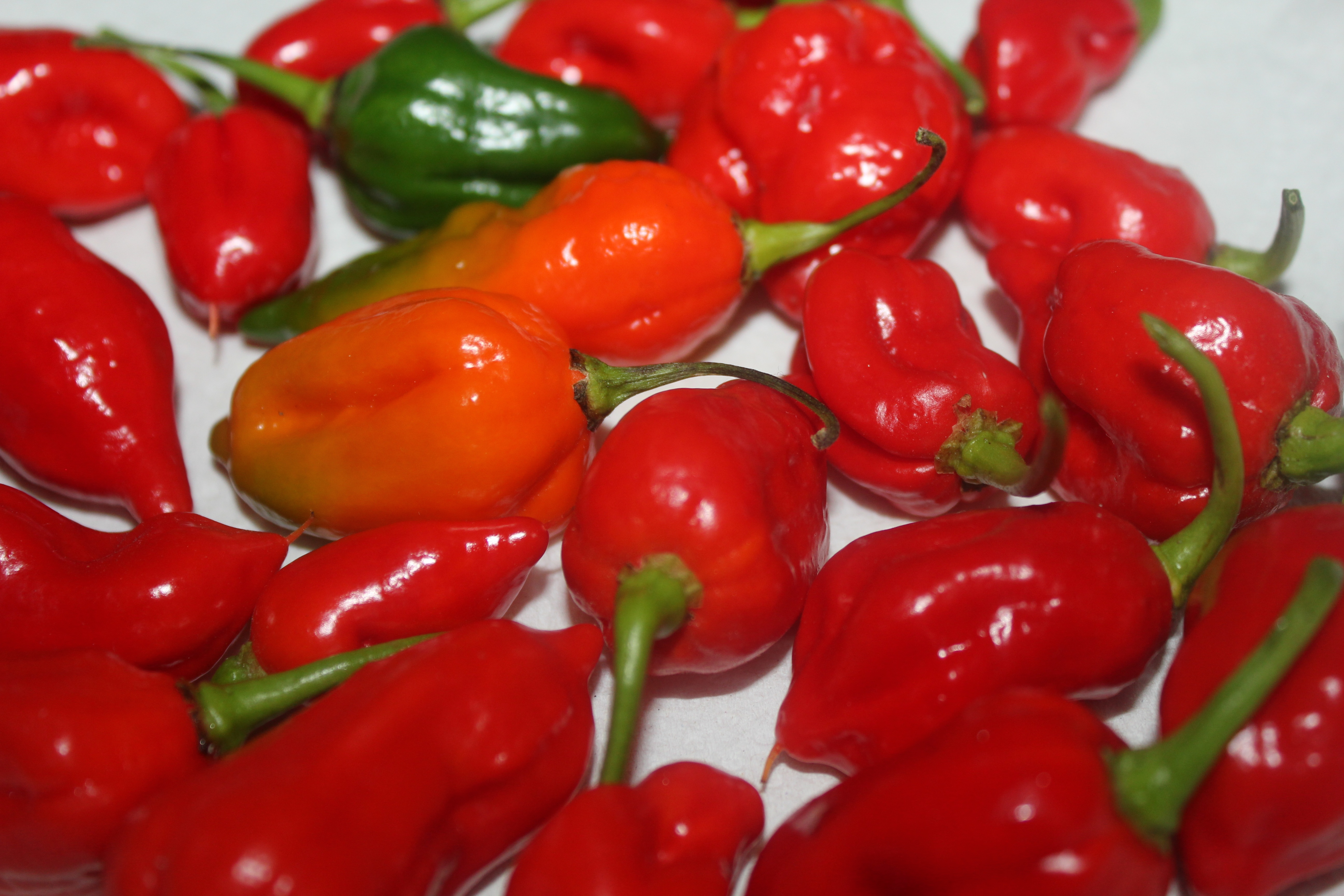 Peppers Red Chilli free image download