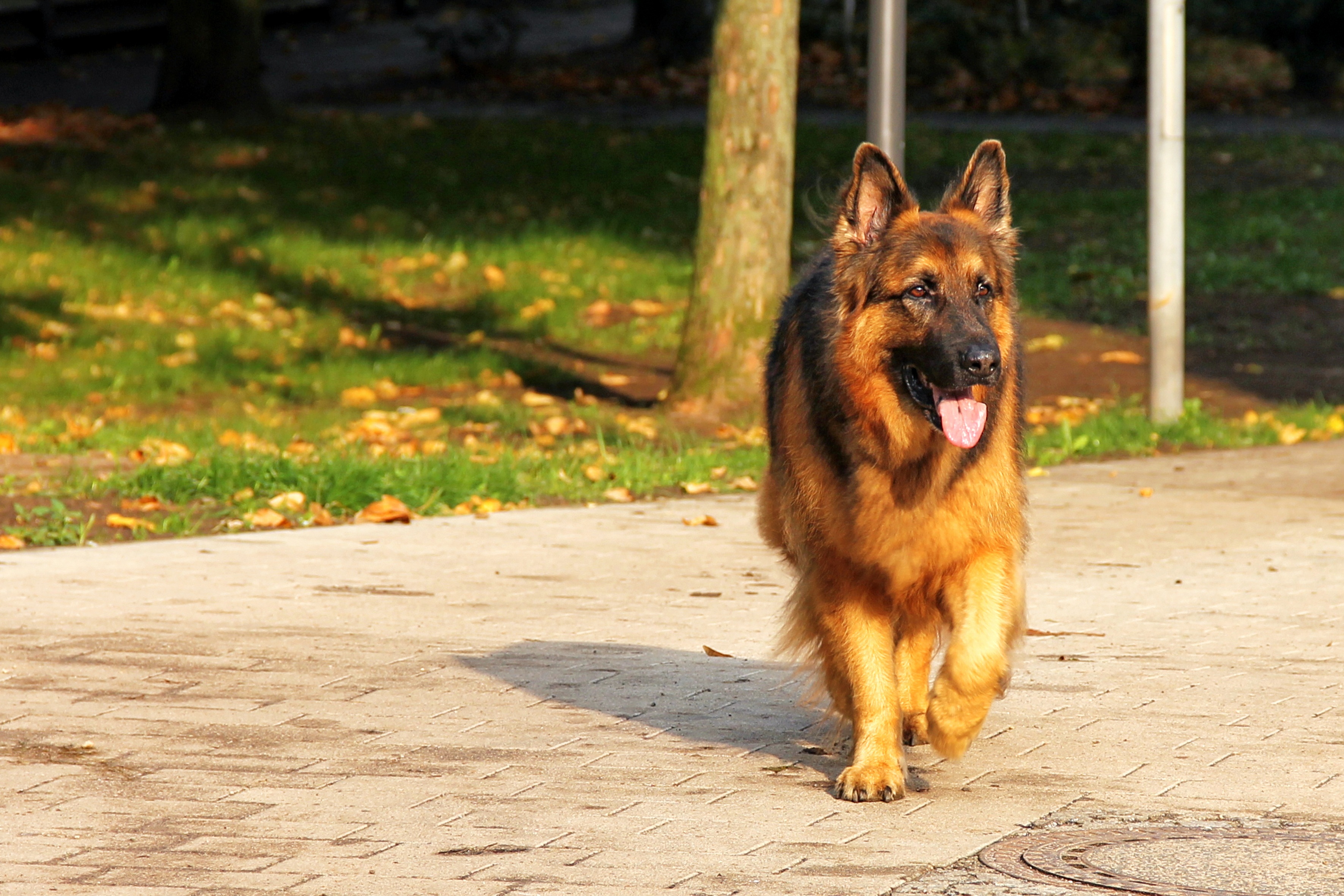 Dog Schafer Animal Old German free image download