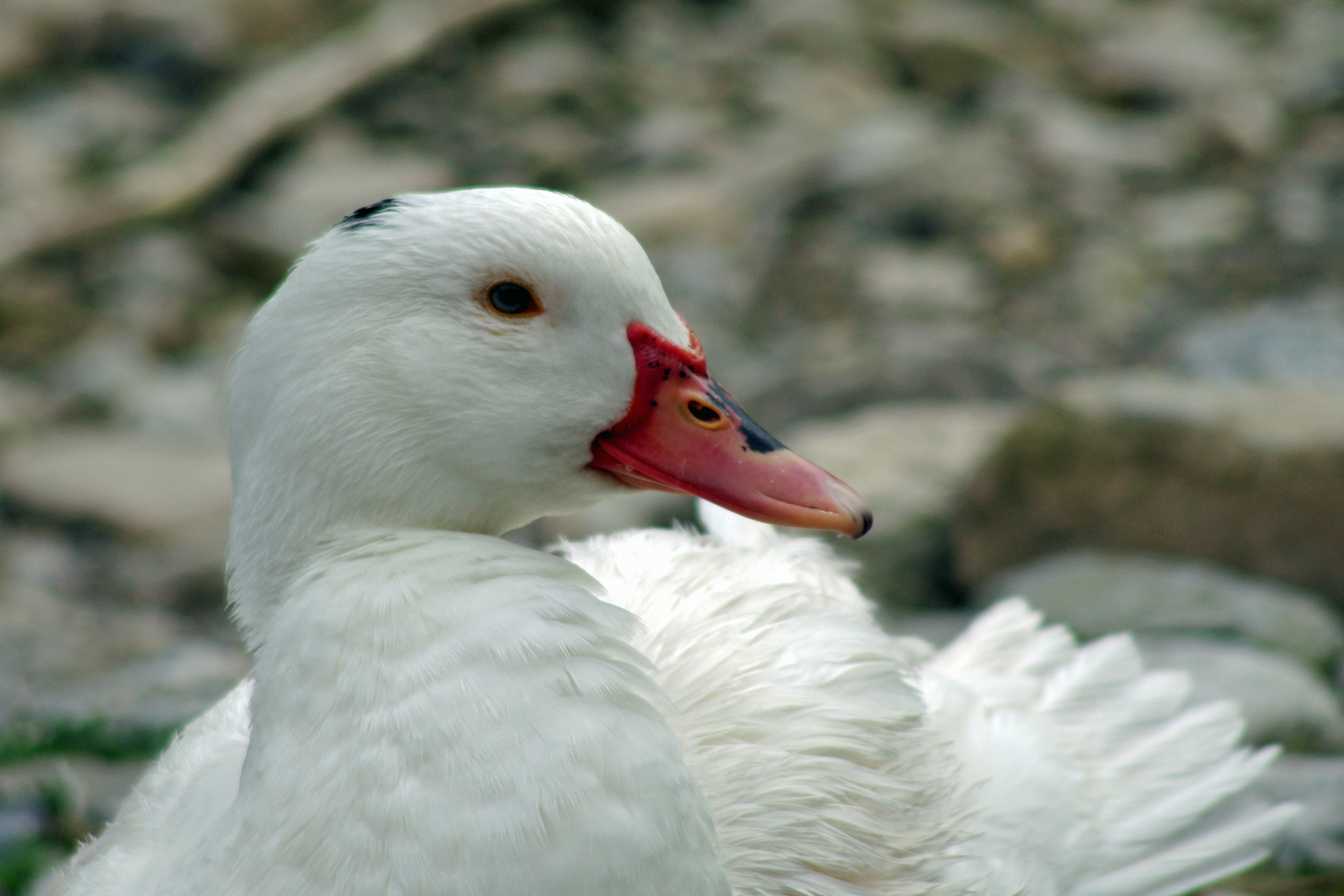Duck Anatidi Birds free image download