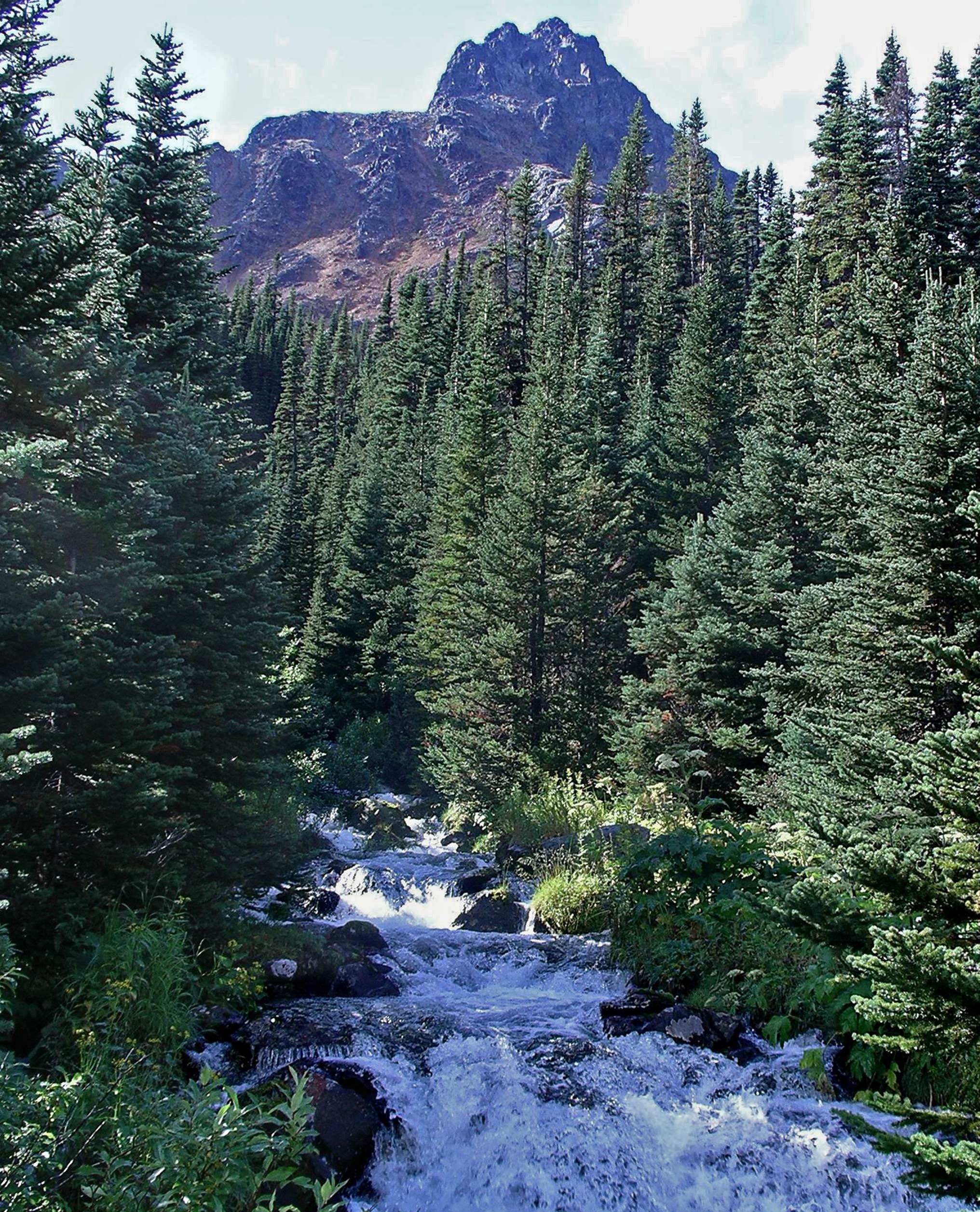 Rugged Mountain Forest free image download