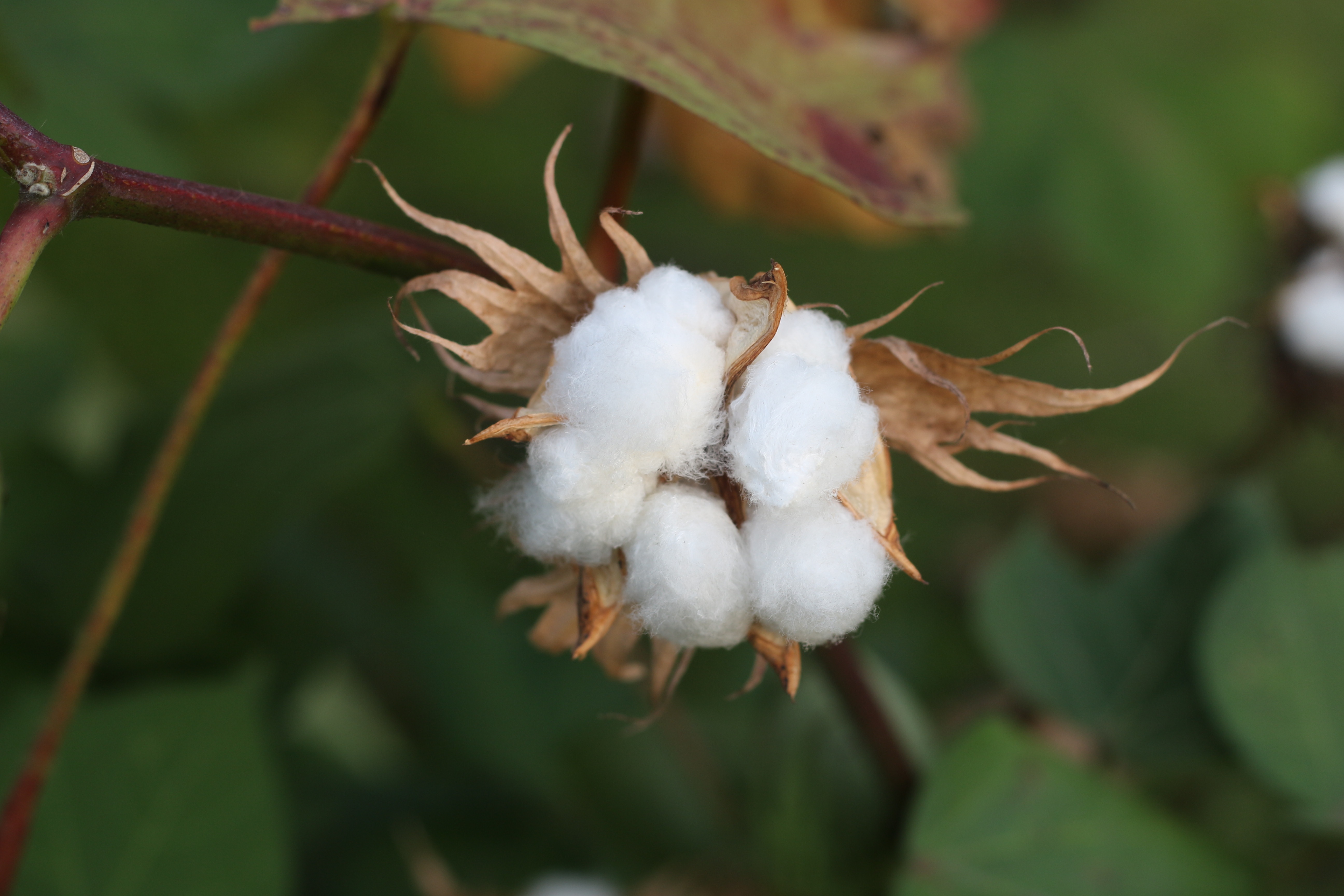 Cotton Fruit Open Country free image download