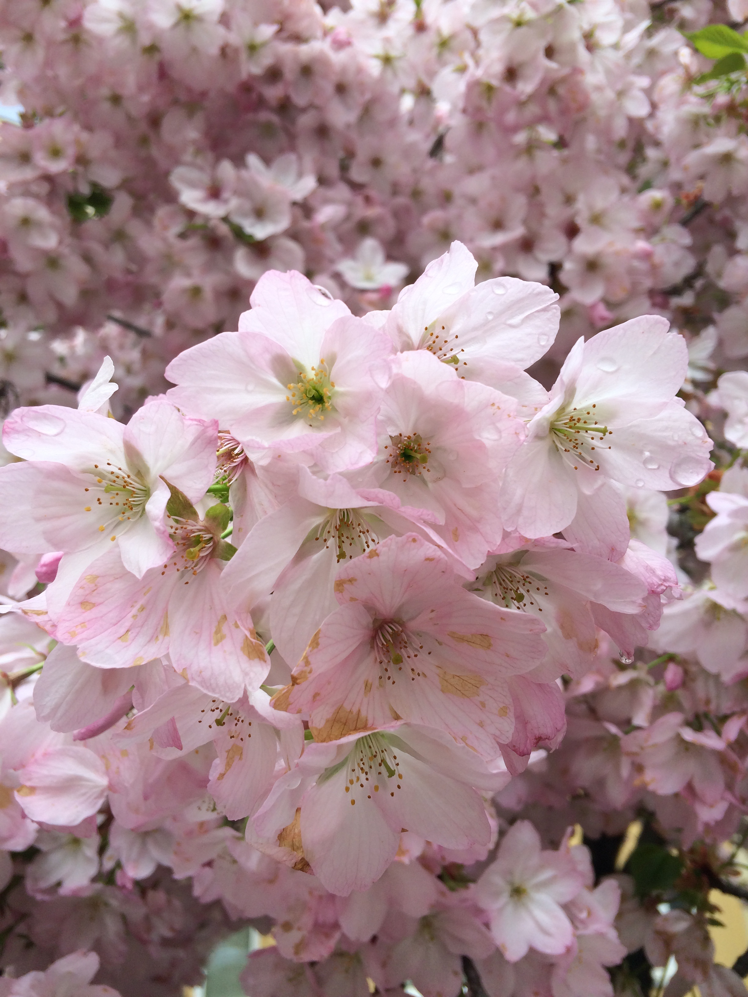 Spring Pink Sakura free image download
