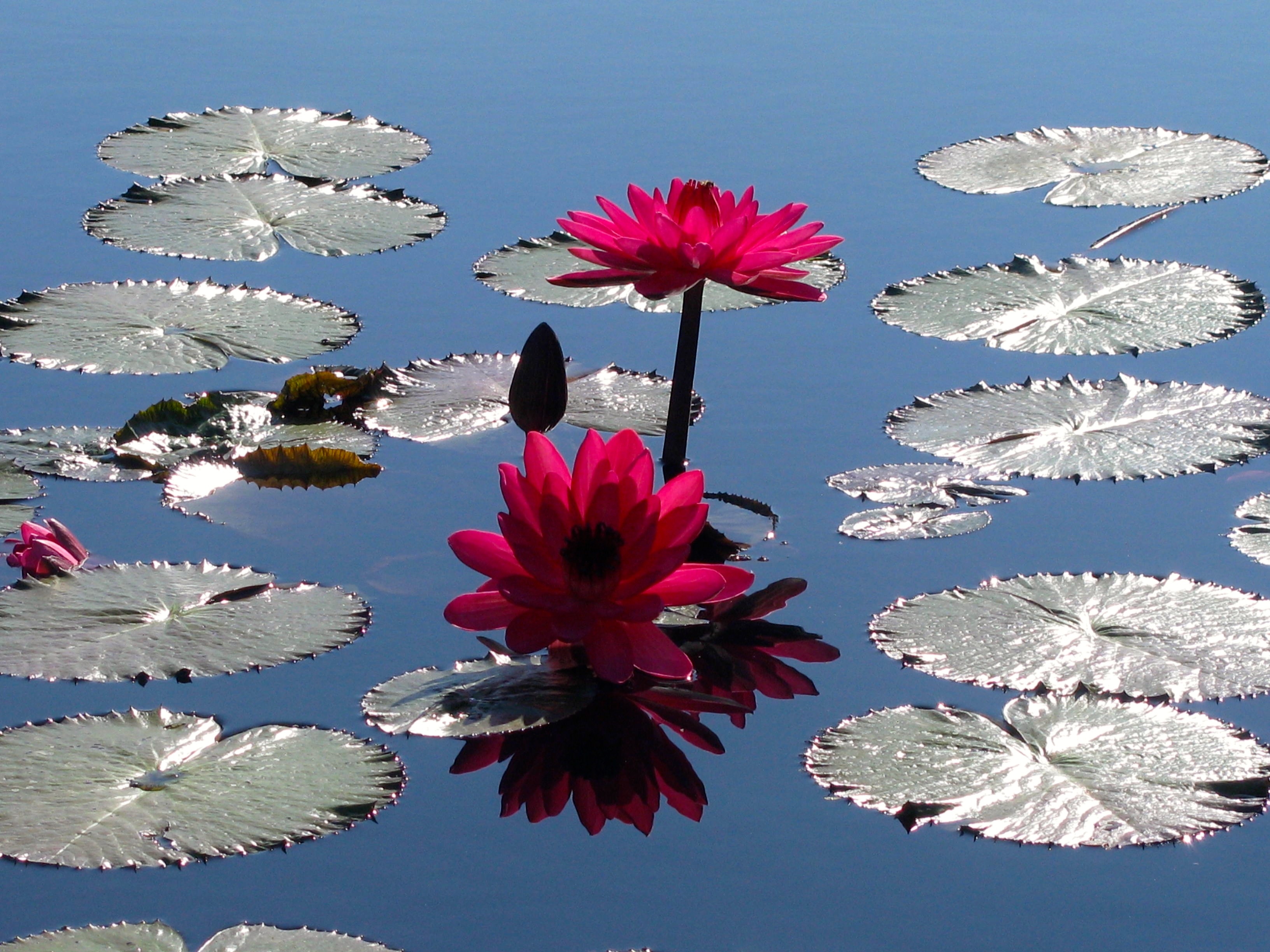 Lilly Pad Water Garden free image download