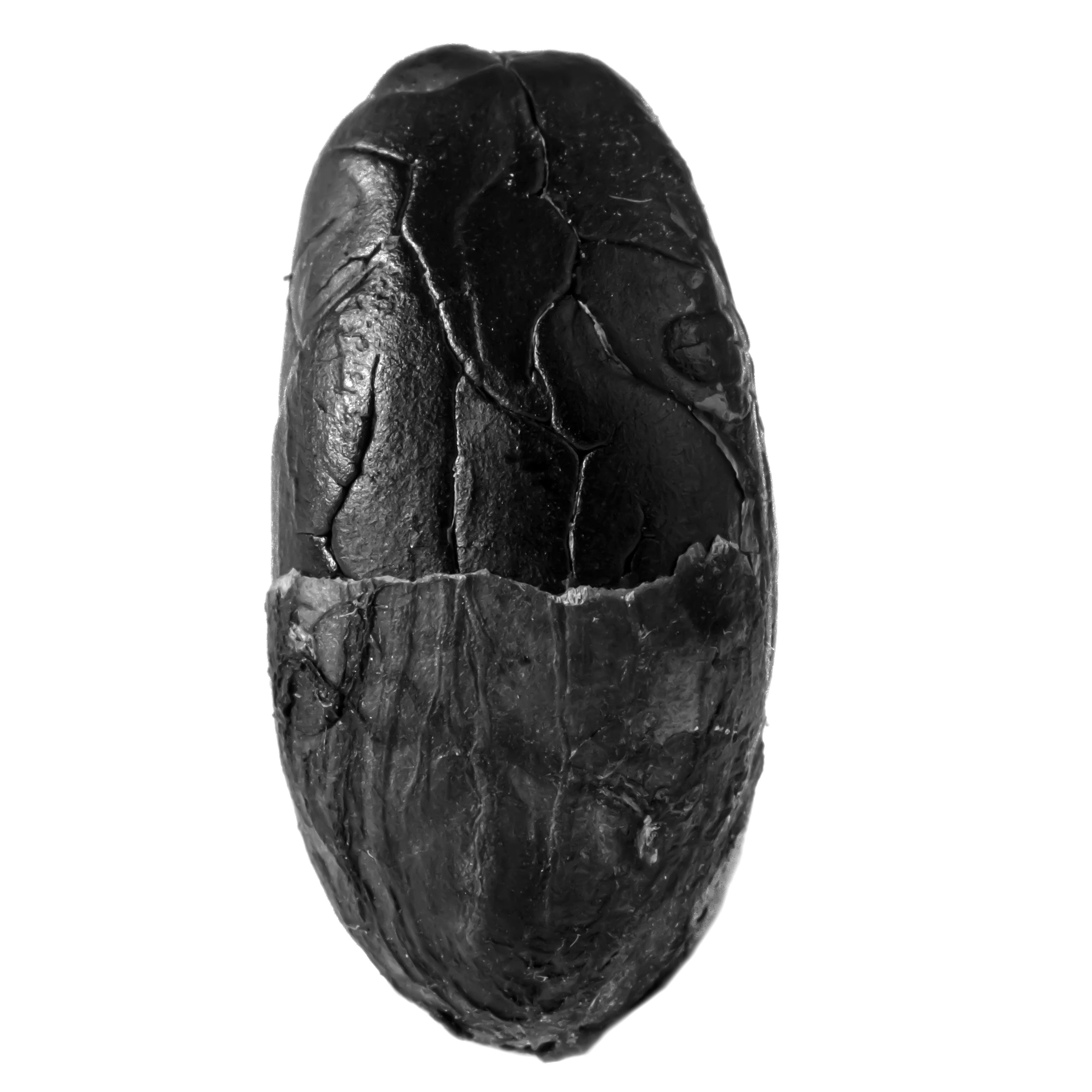 Cocoa Chocolate Seed free image download