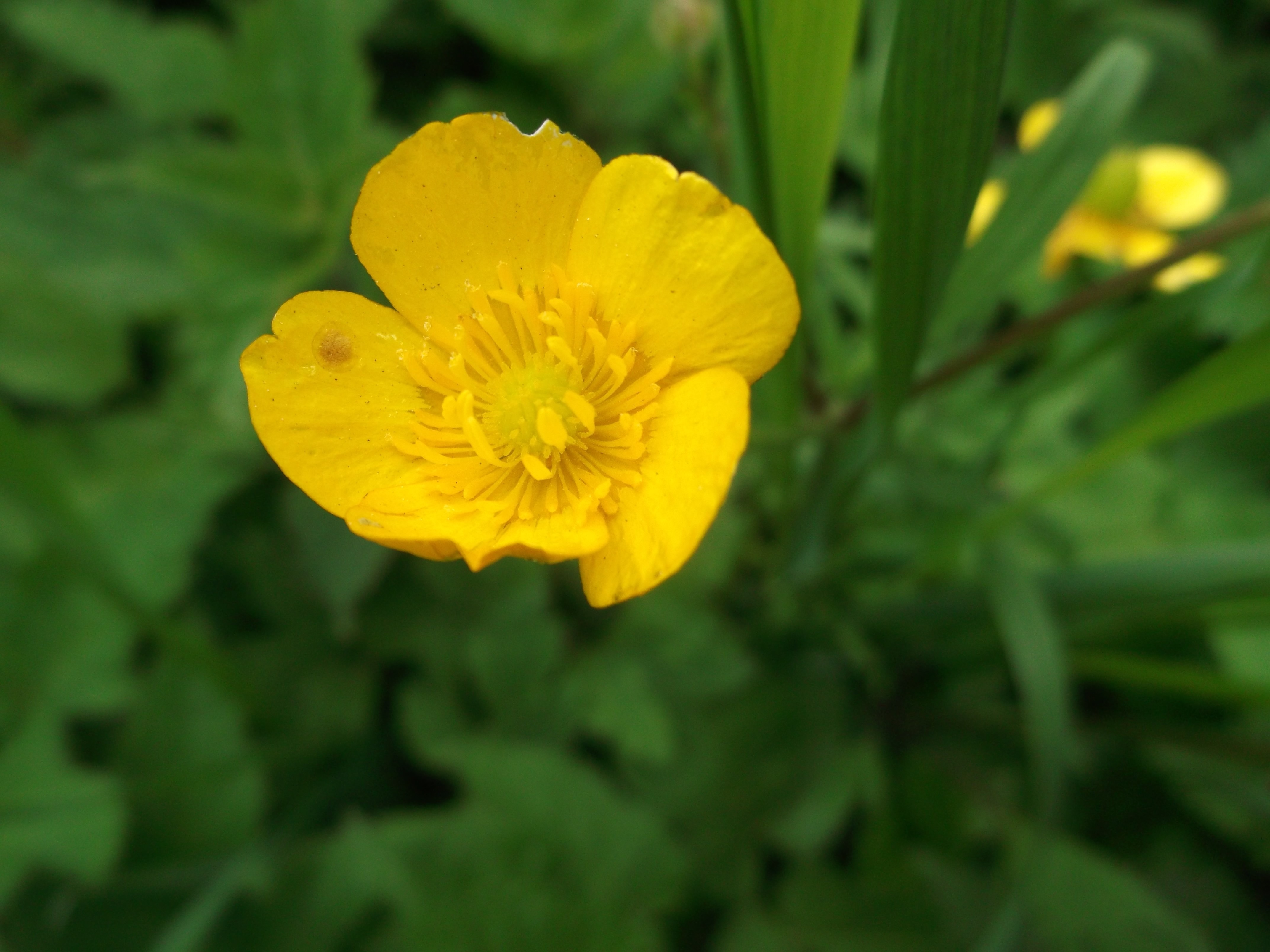 Buttercup Pointed Flower Flowers free image download