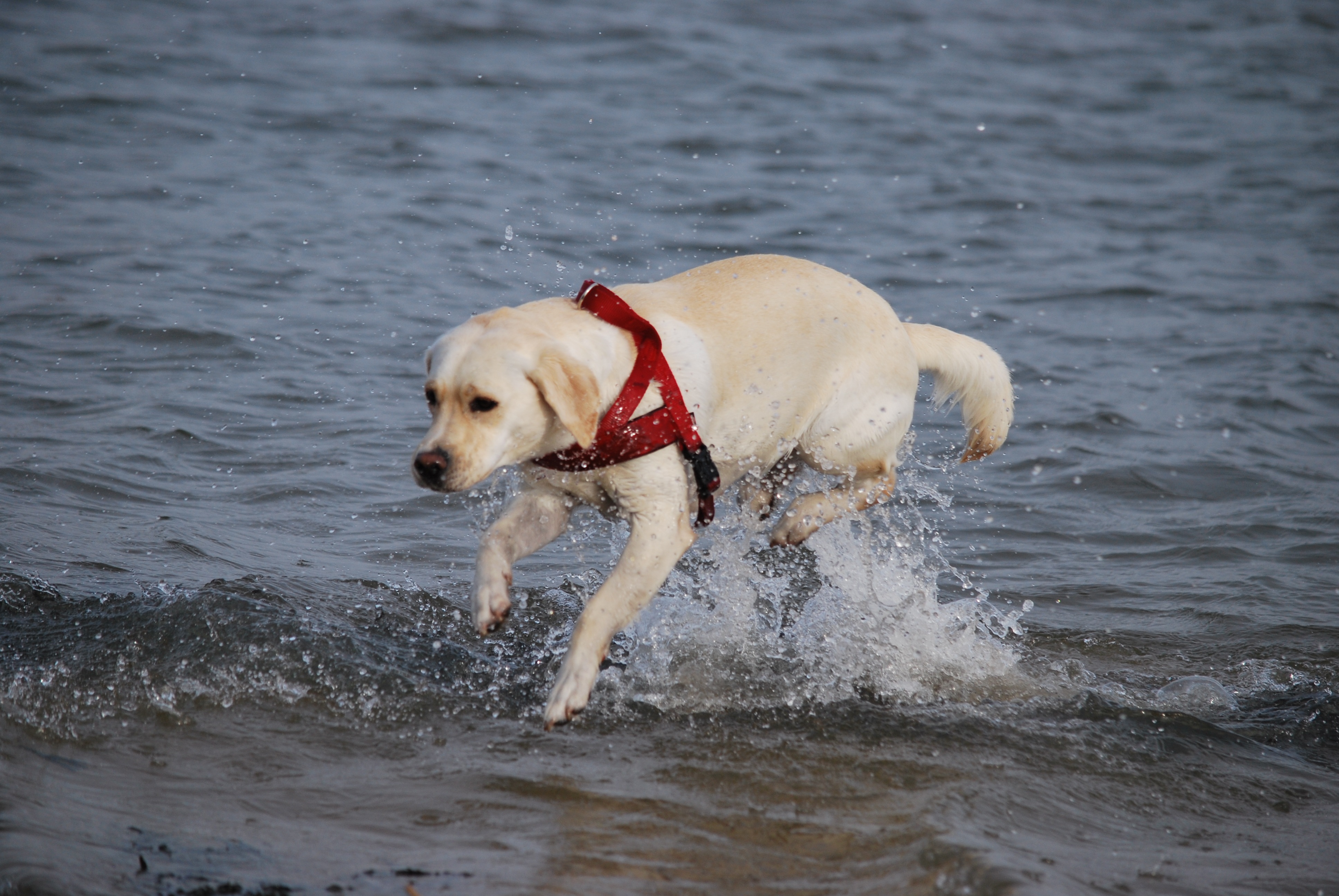 Labrador with a red harness on the banks of the river Elba free image ...