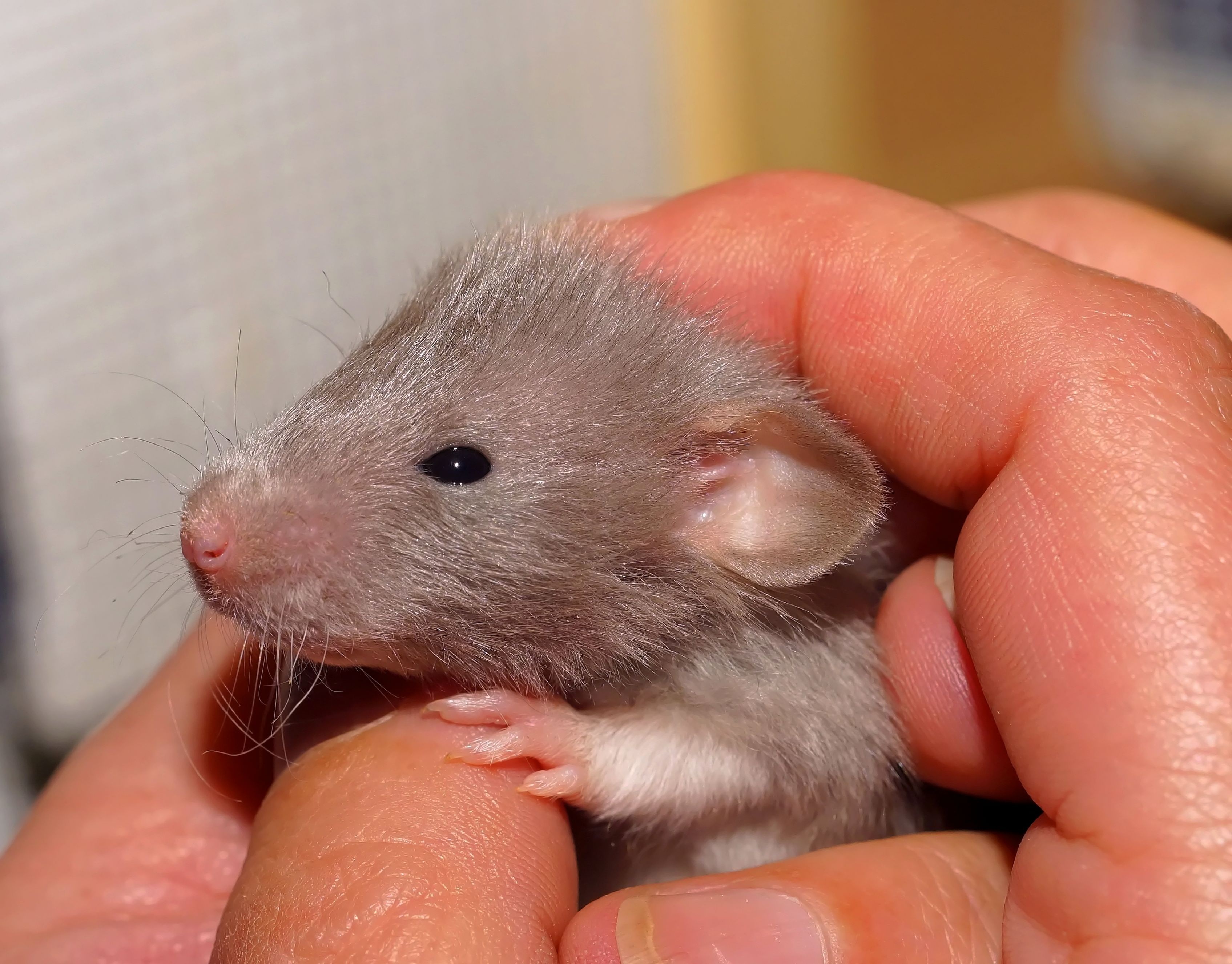 Rat Baby Sweet Color free image download