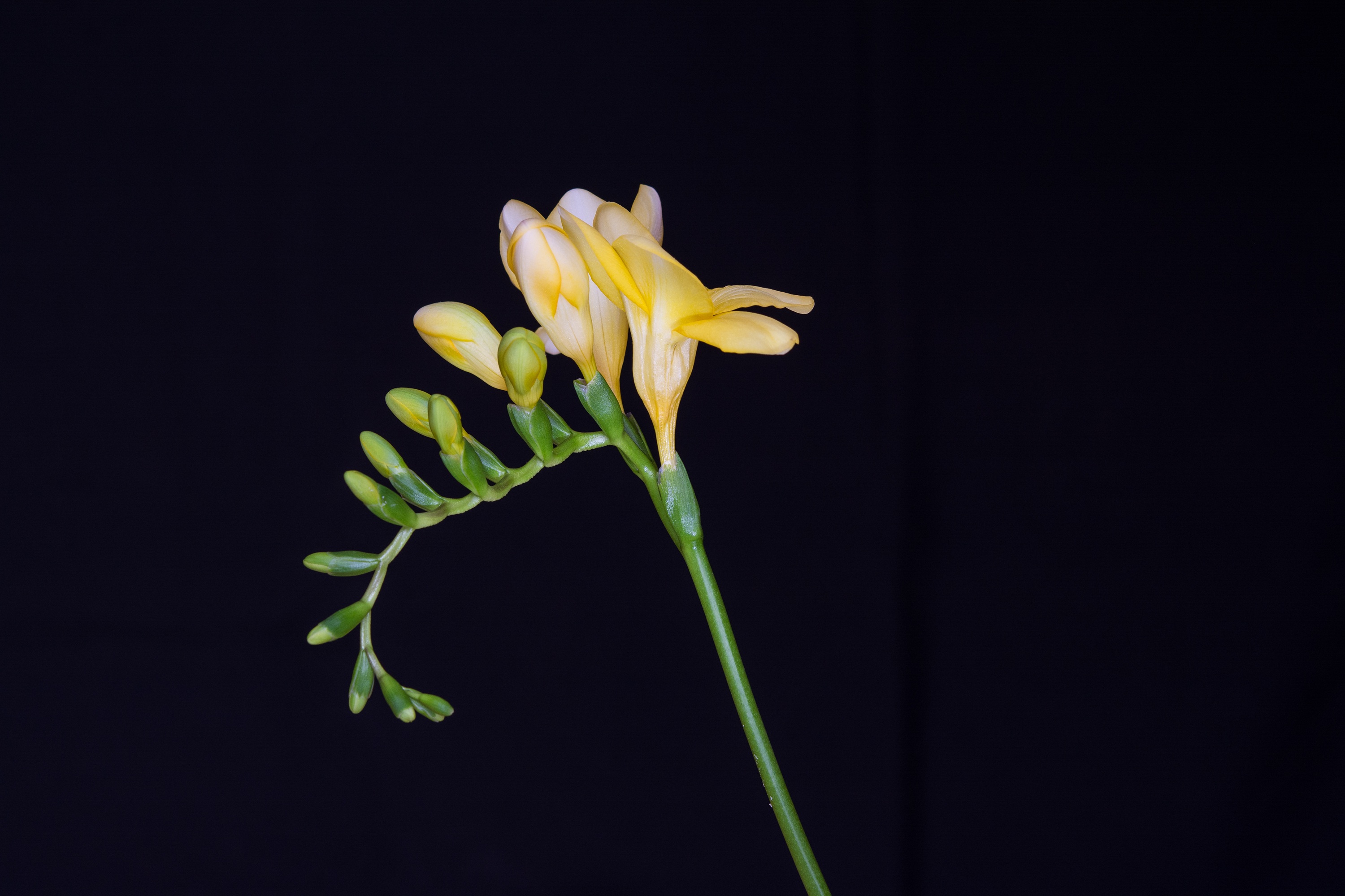 Flowers Yellow Freesia free image download