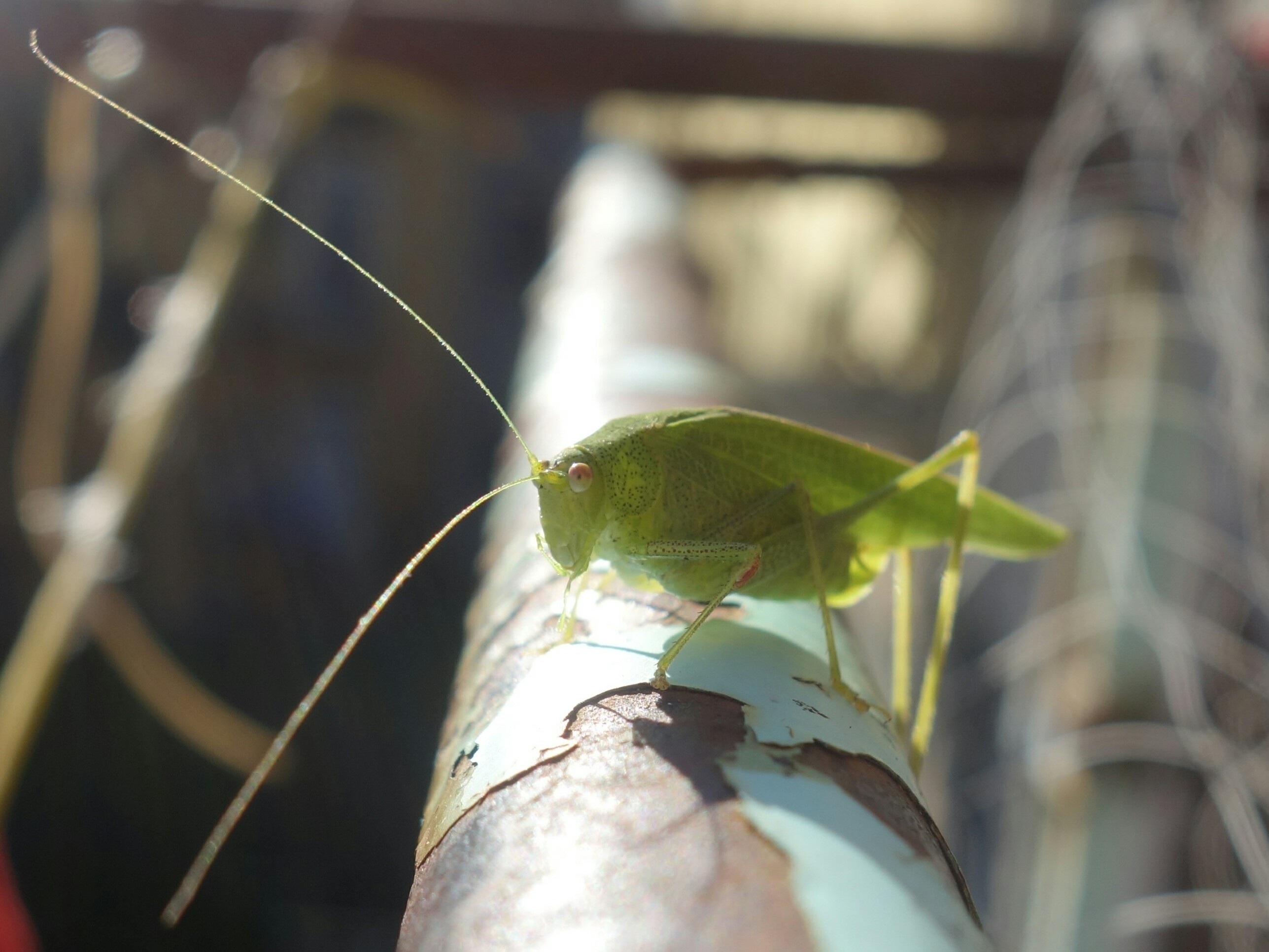 Green grasshopper on an iron pipe free image download