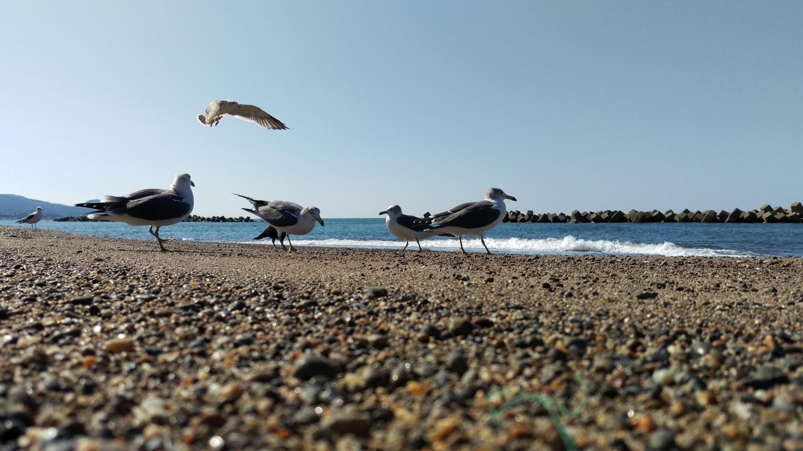 Beach Sea Gull Wild Animal free image download
