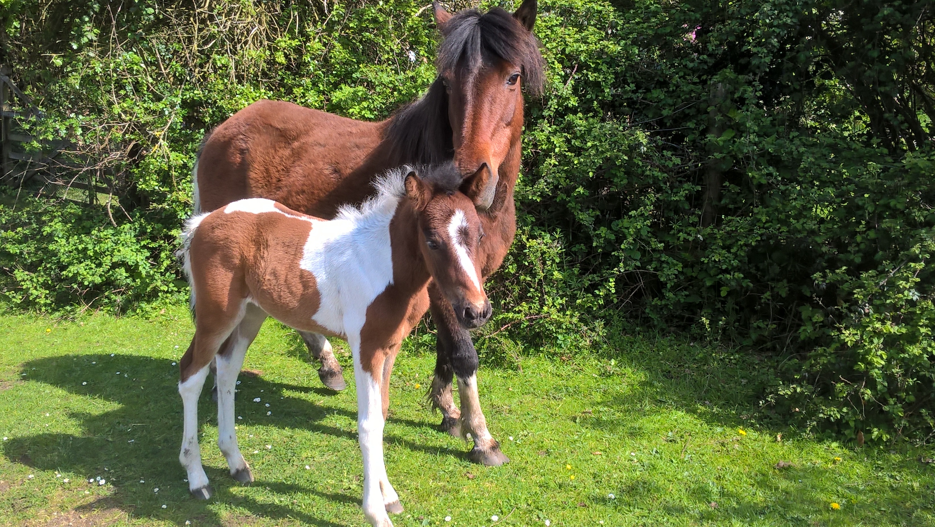 New Forest Ponies Pony Mother And free image download