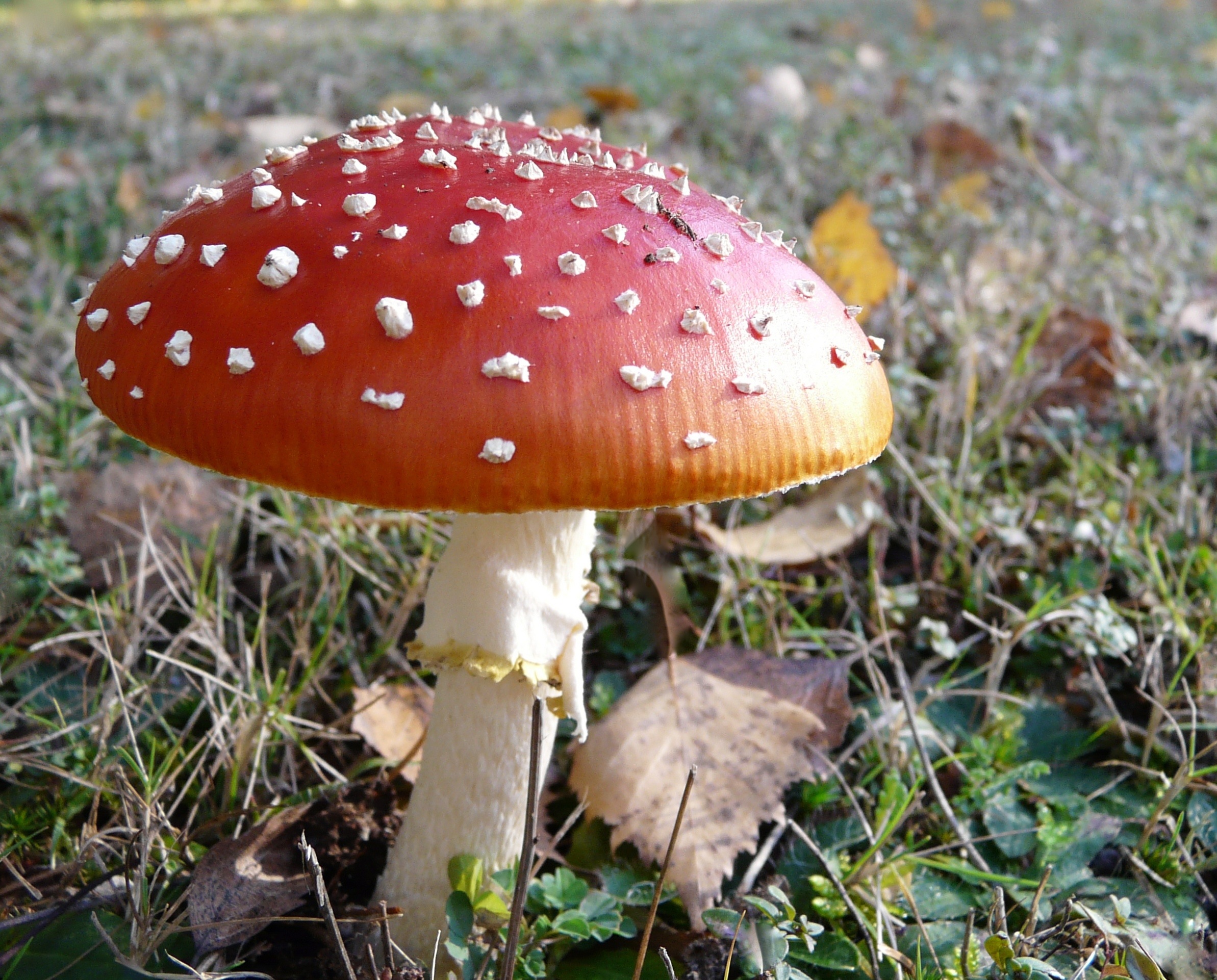 Mushroom Poison Red free image download