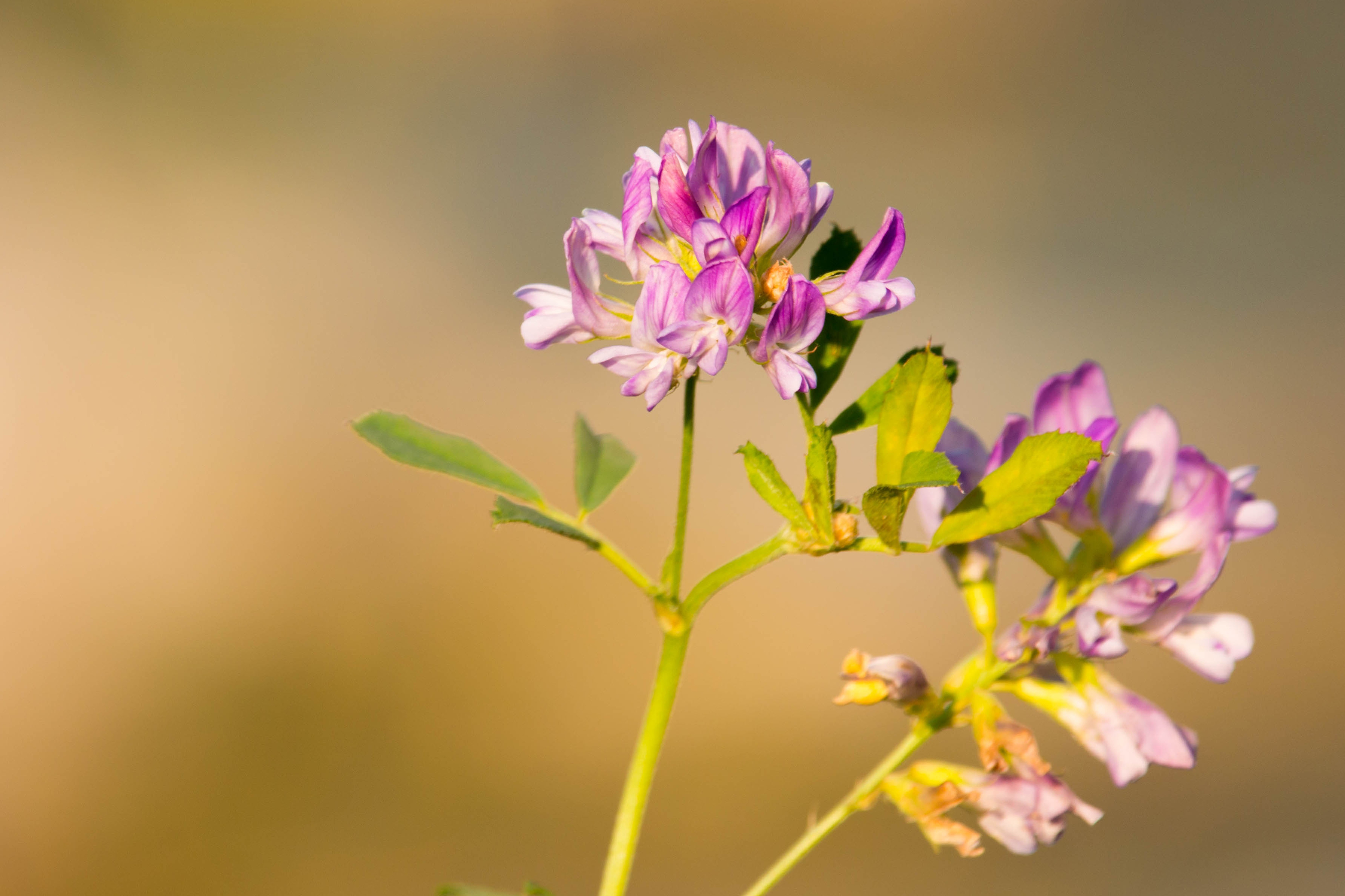 Blossom Bloom Purple free image download