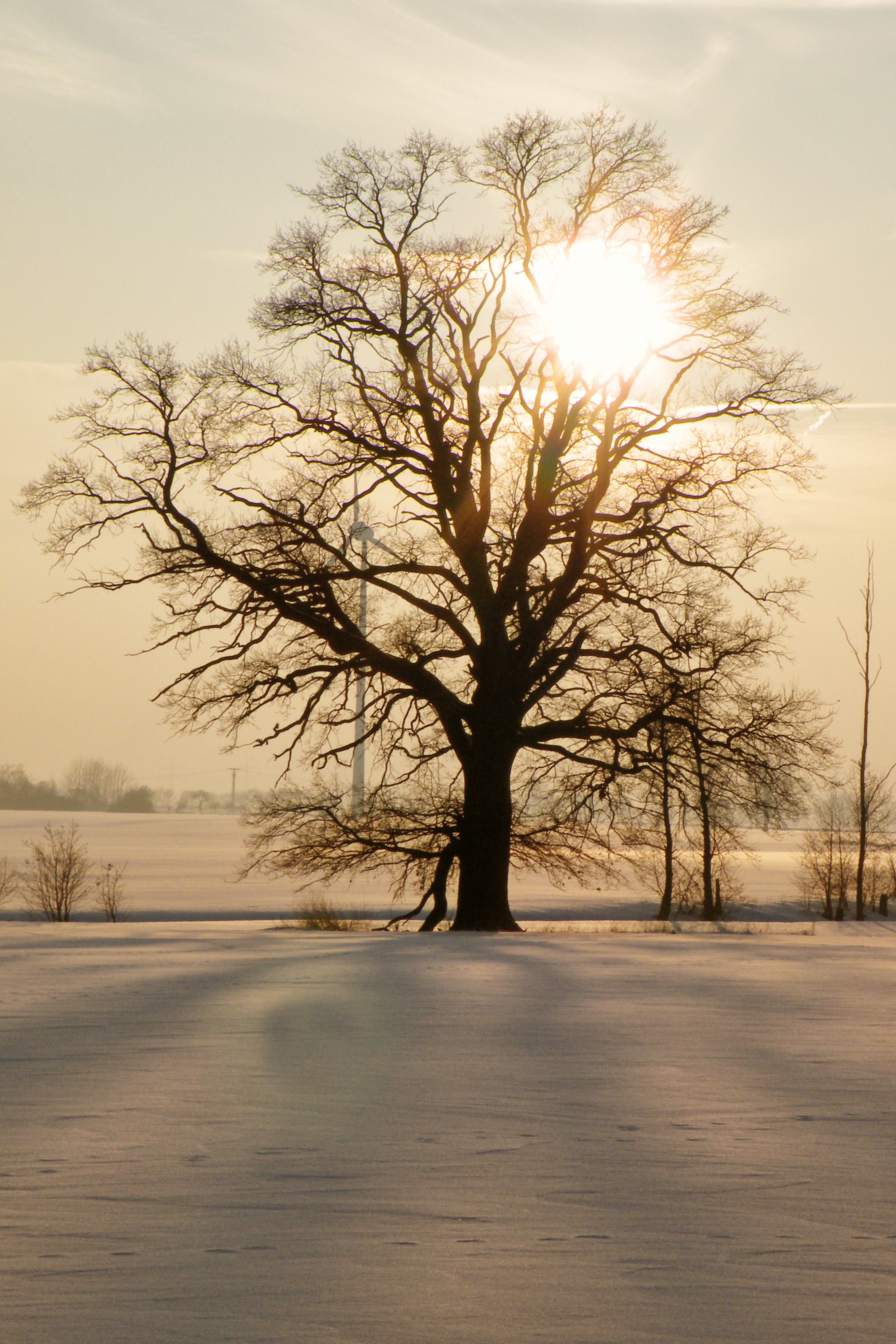 Lone tree in the snow free image download