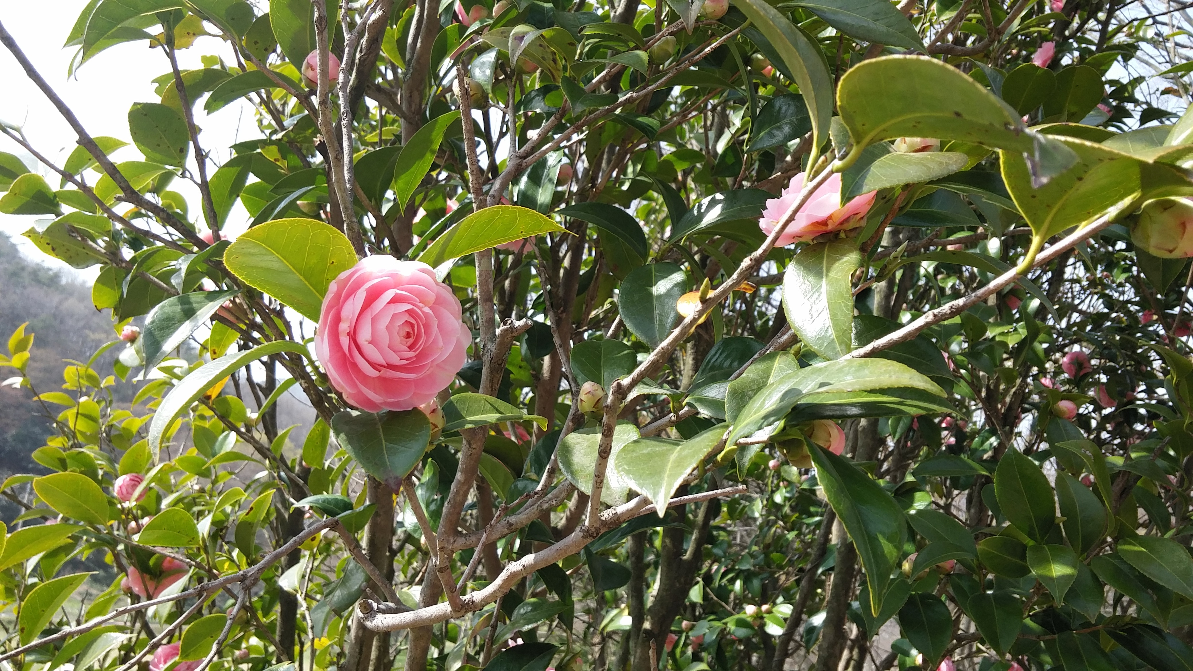 Beautiful fragrant buds on the bush free image download