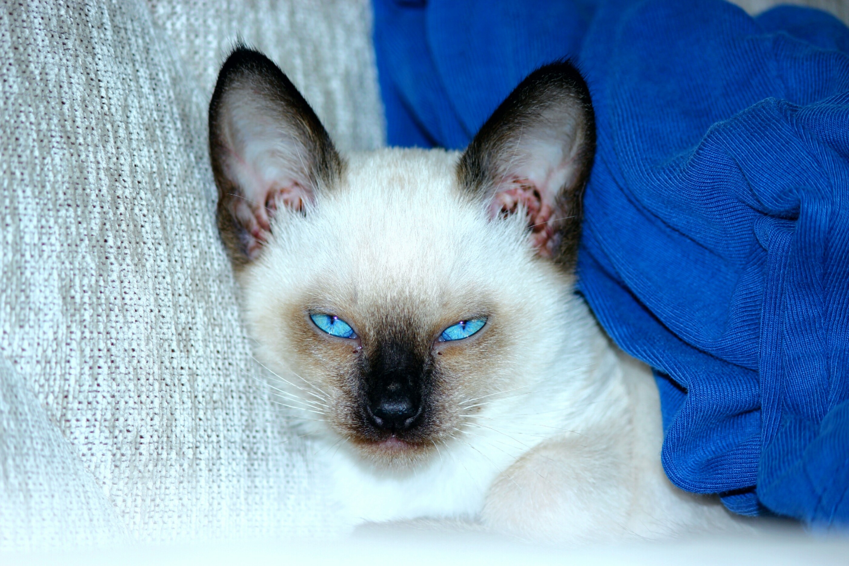 Sleeping blue eyed cat free image download