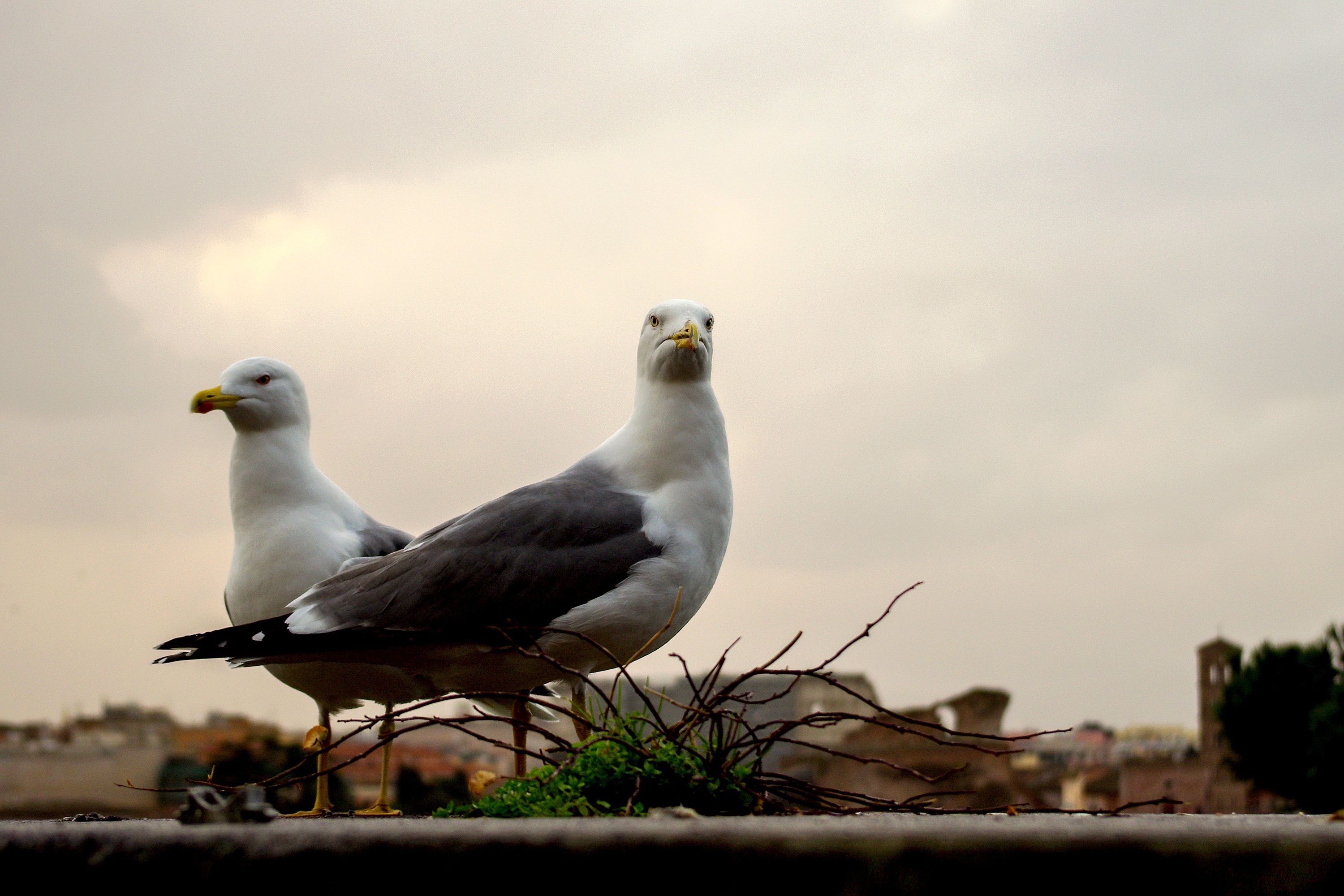 Seagull Bird Beak free image download