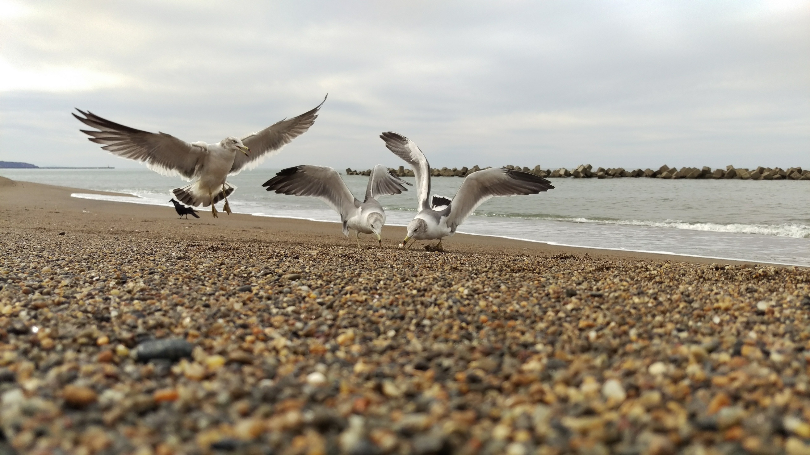 Beach Sea Gull Diet Wild free image download