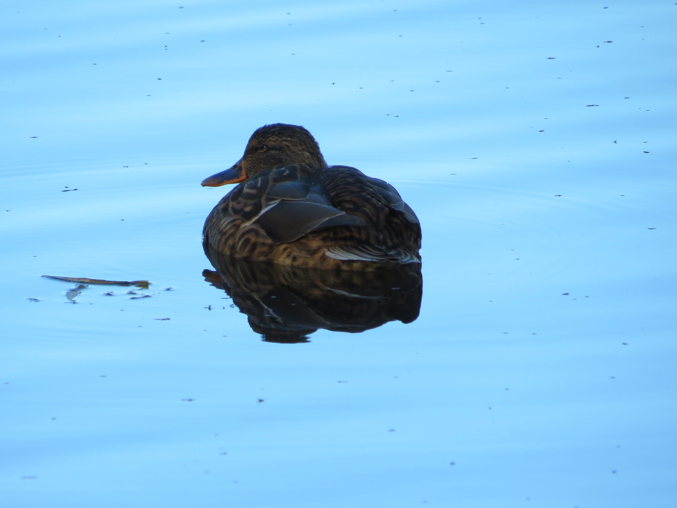 Mallard Female Duck free image download