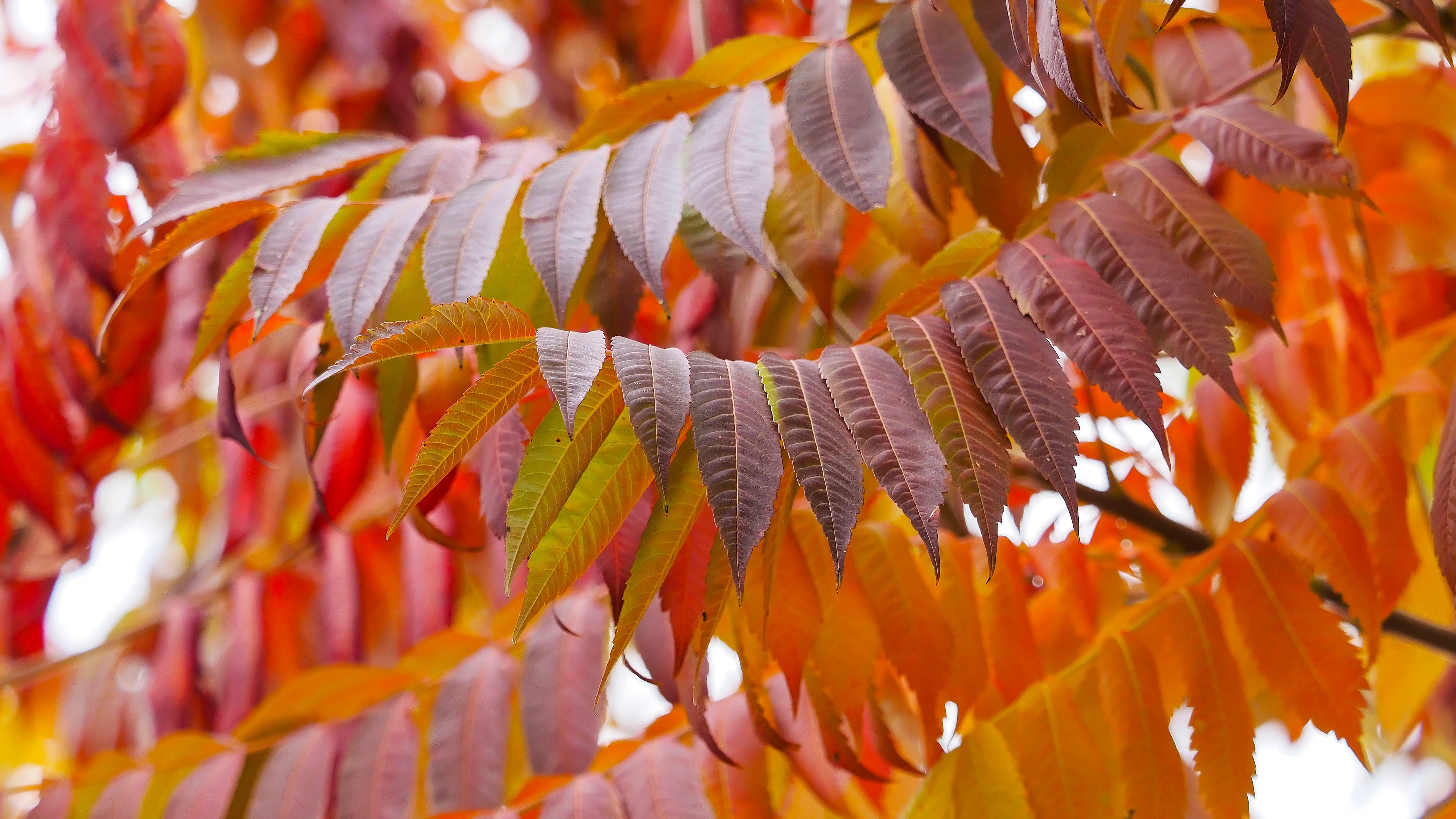 Sumac Leaves Staghorn Red free image download