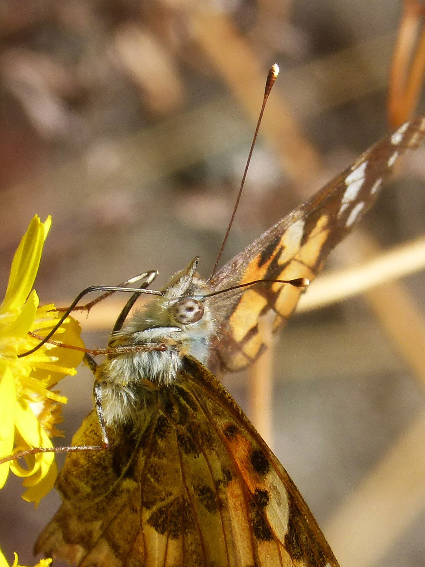 Butterfly Vanesa Vanessa Cardui free image download
