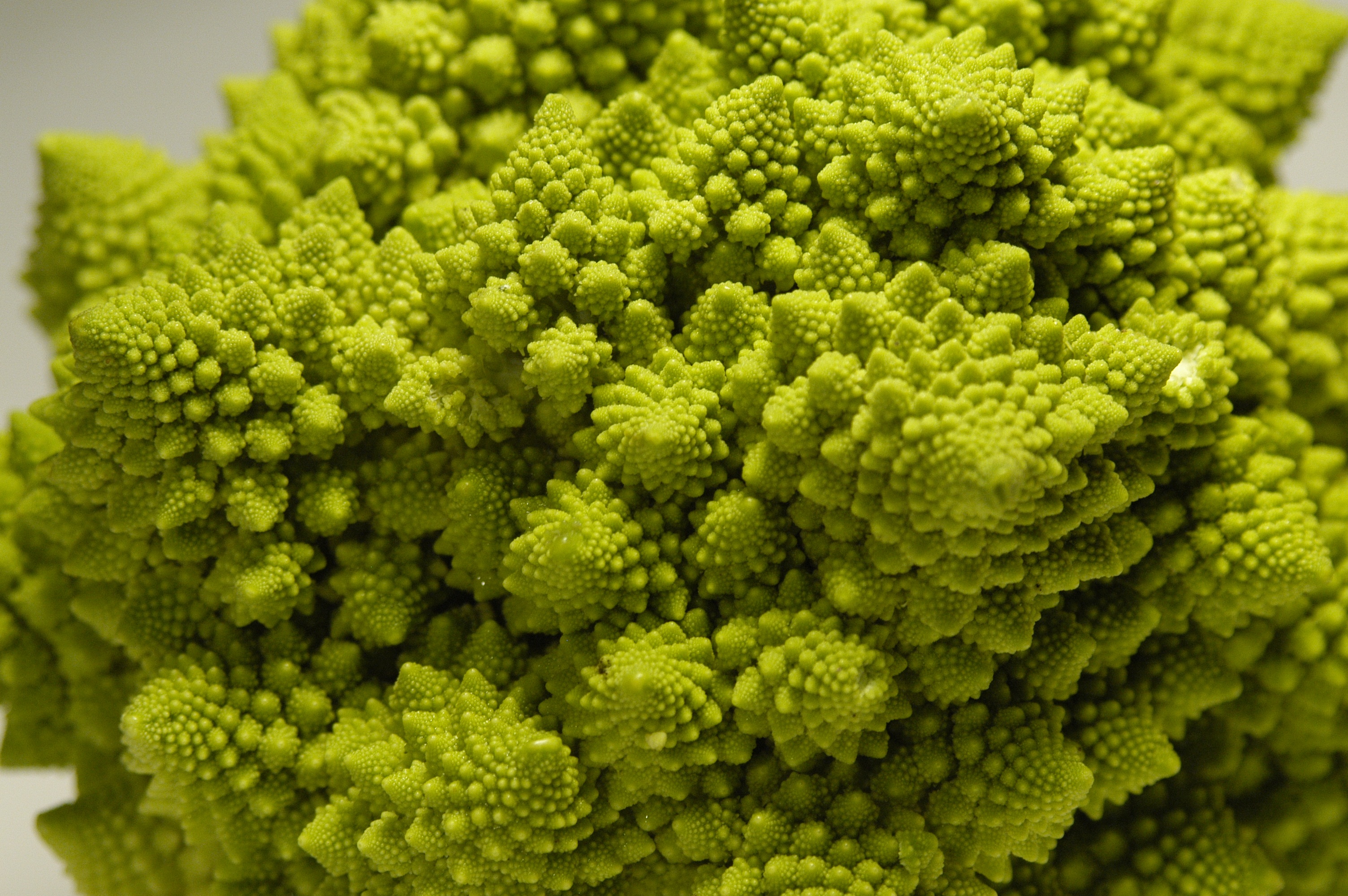Romanesco Broccoli Green Roman free image download