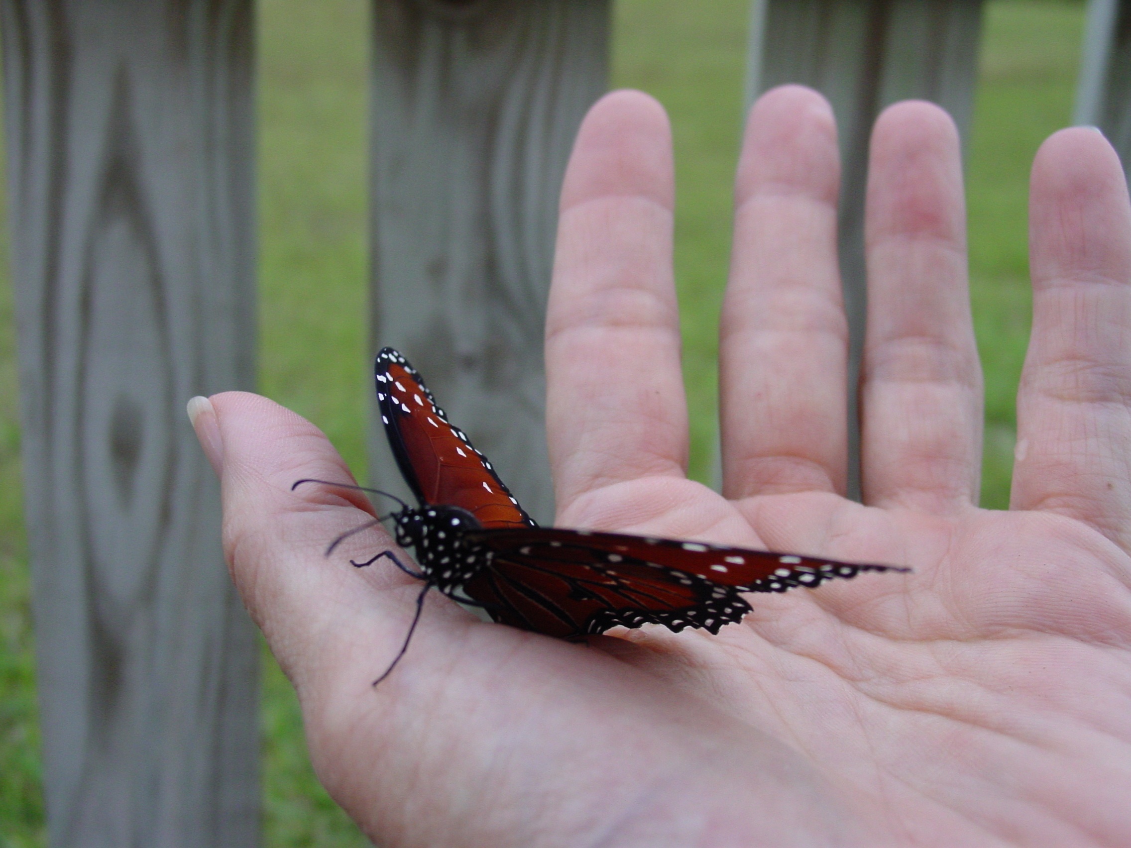 Butterfly Hold Hand free image download