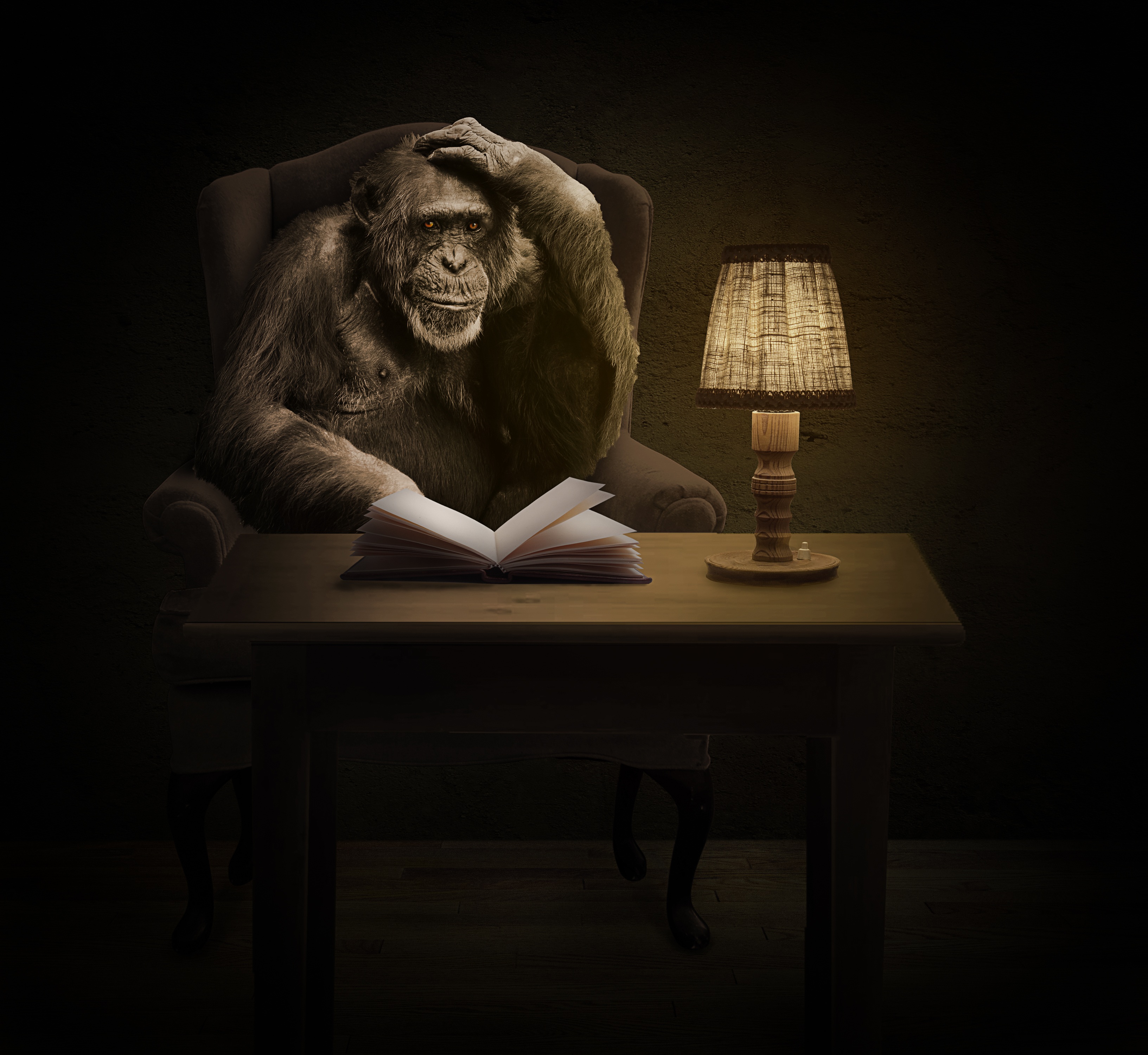 Monkey Chimpanzee Book free image download