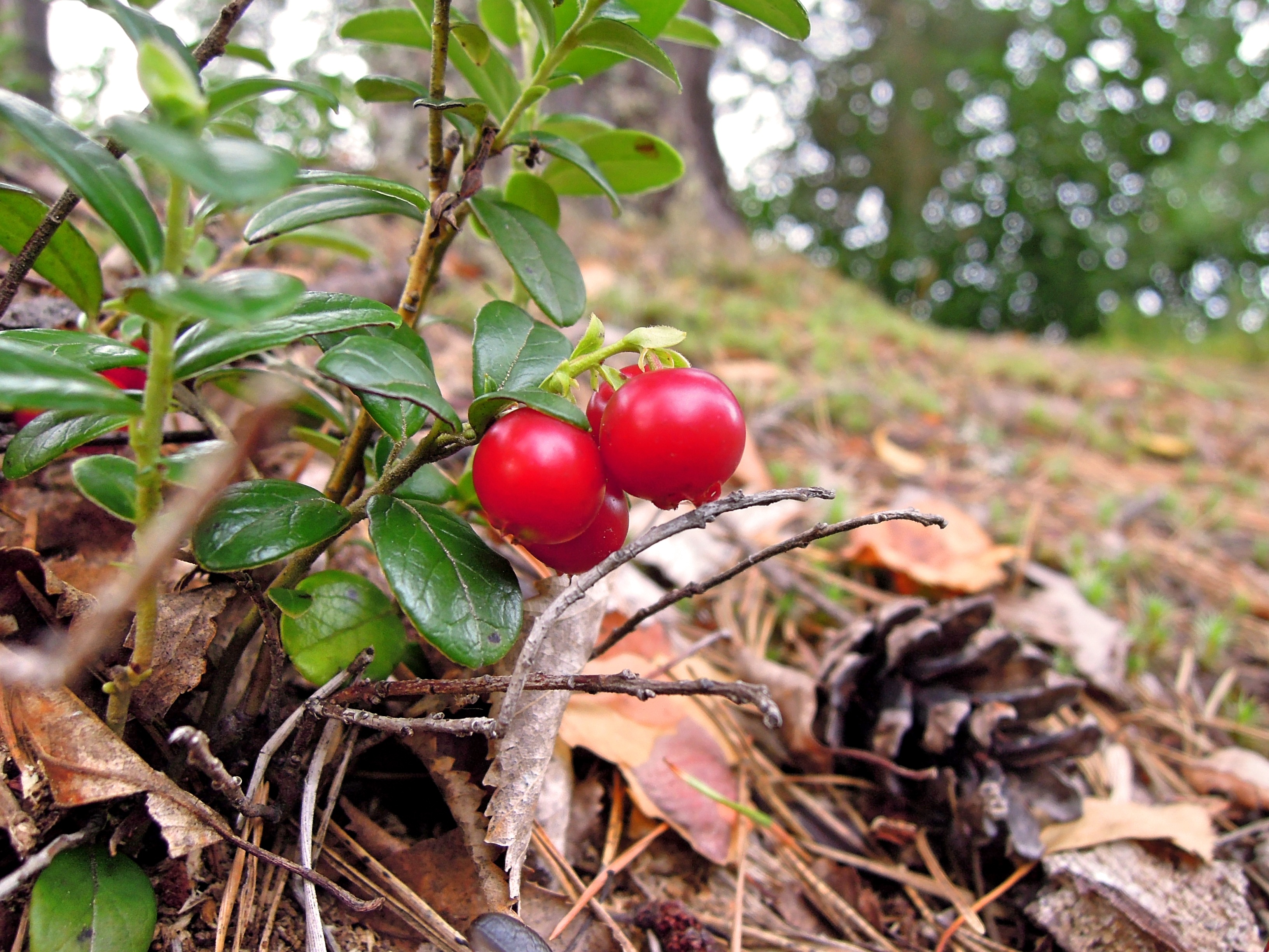 Cowberry Lingonberry Twig Free Image Download cowberry-lingonberry-twig-free-image-download