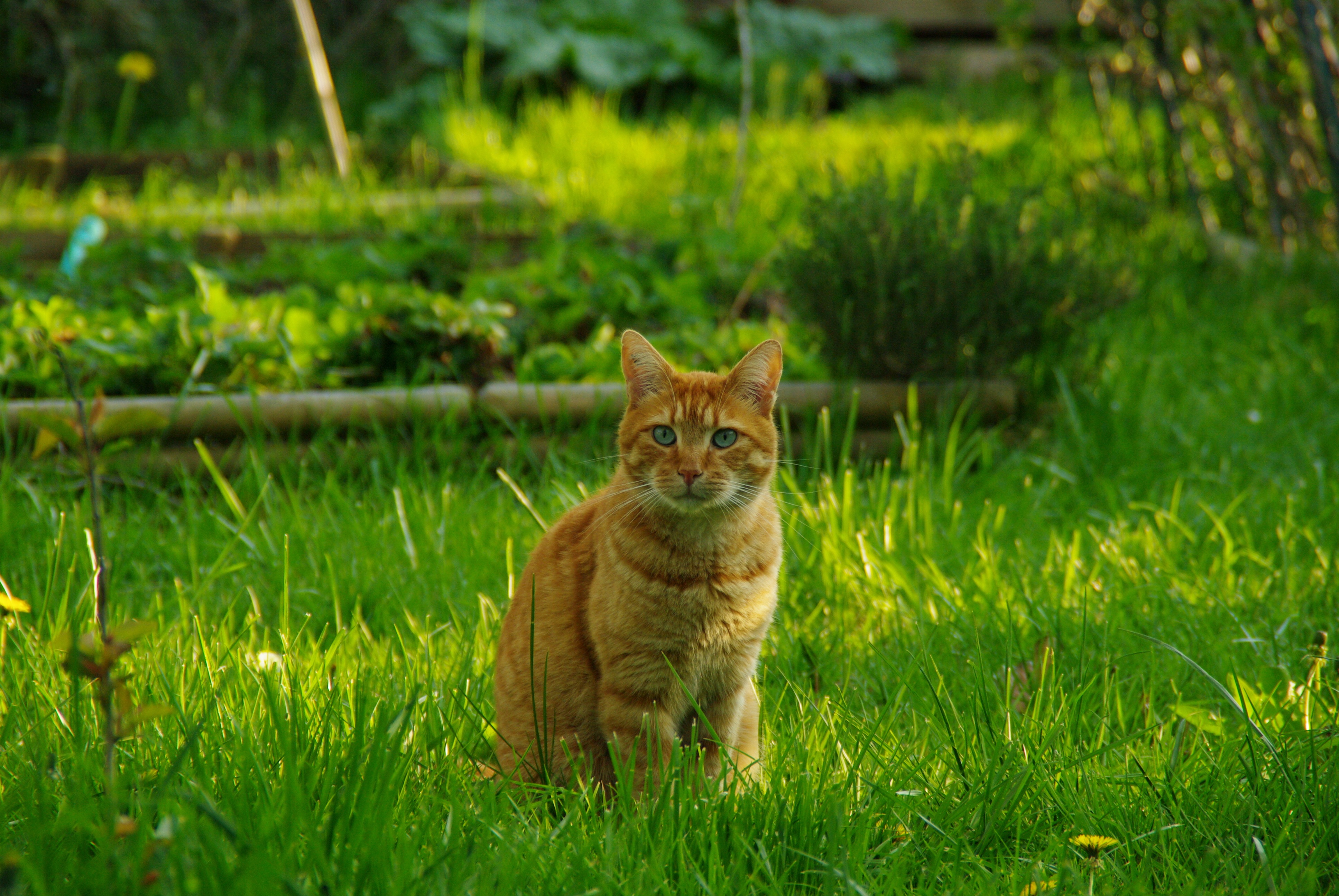 Cat Red Feline free image download