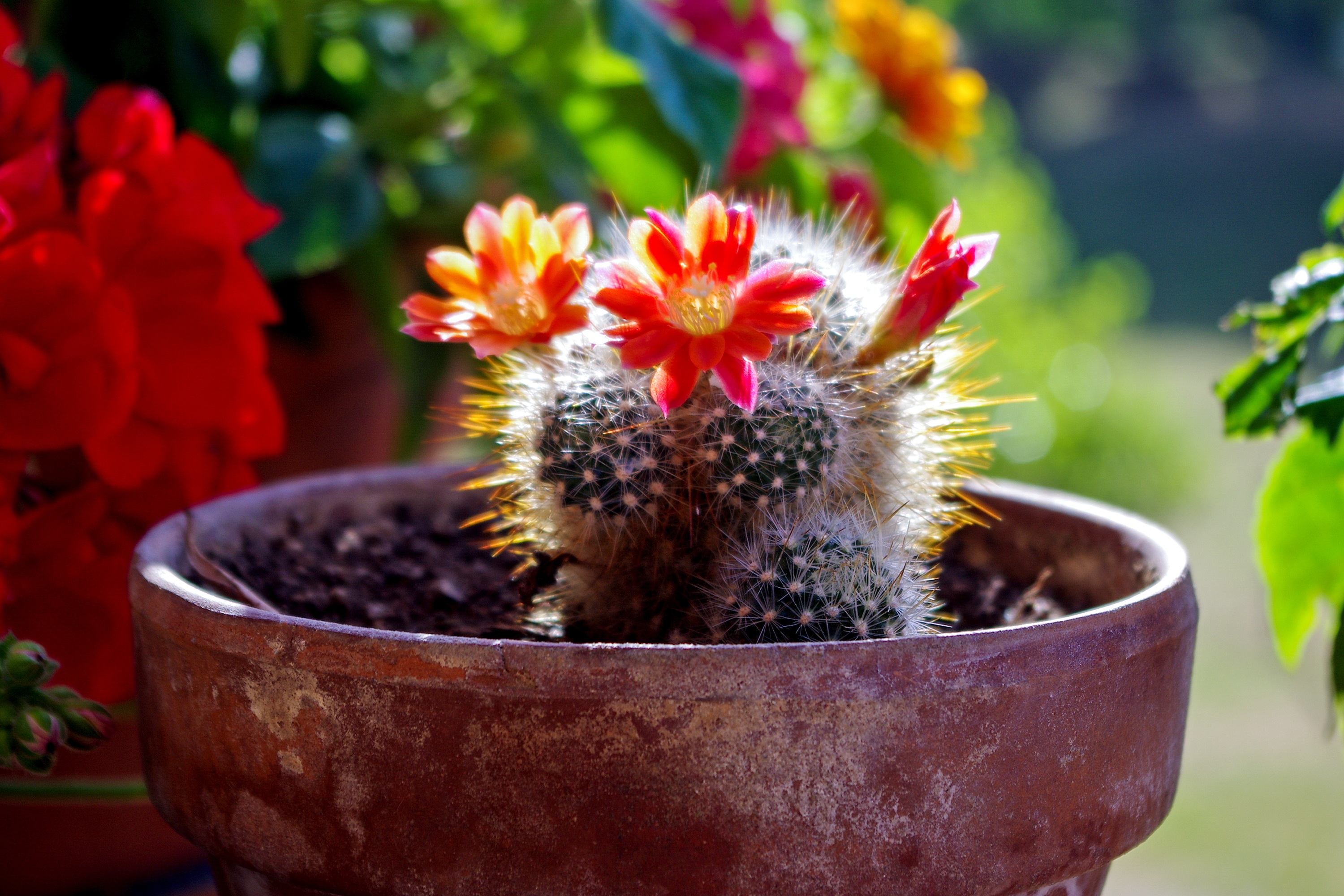 Fat Plants Succulent Plant free image download