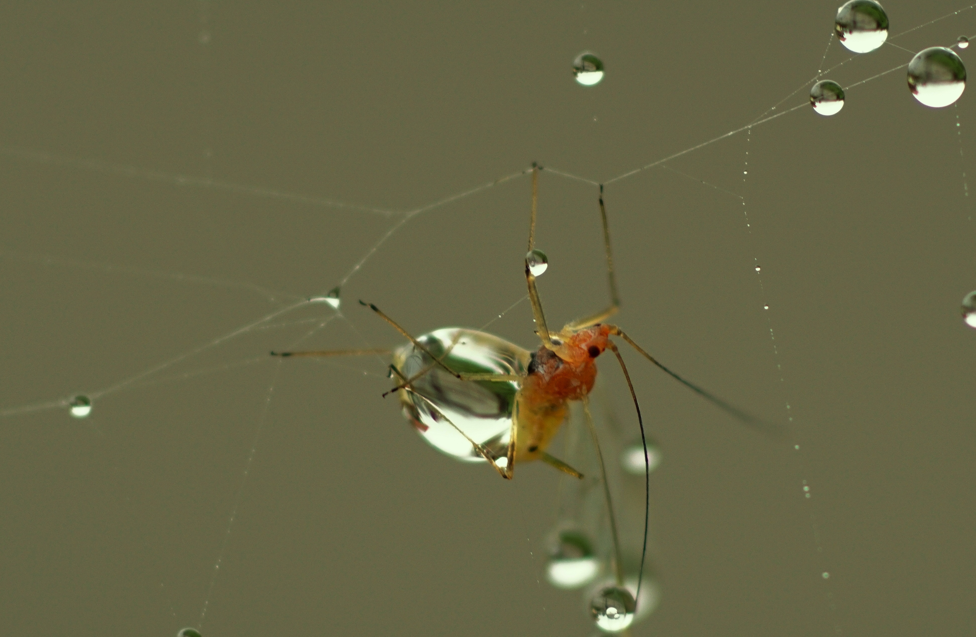 Cobweb Dew Autumn free image download