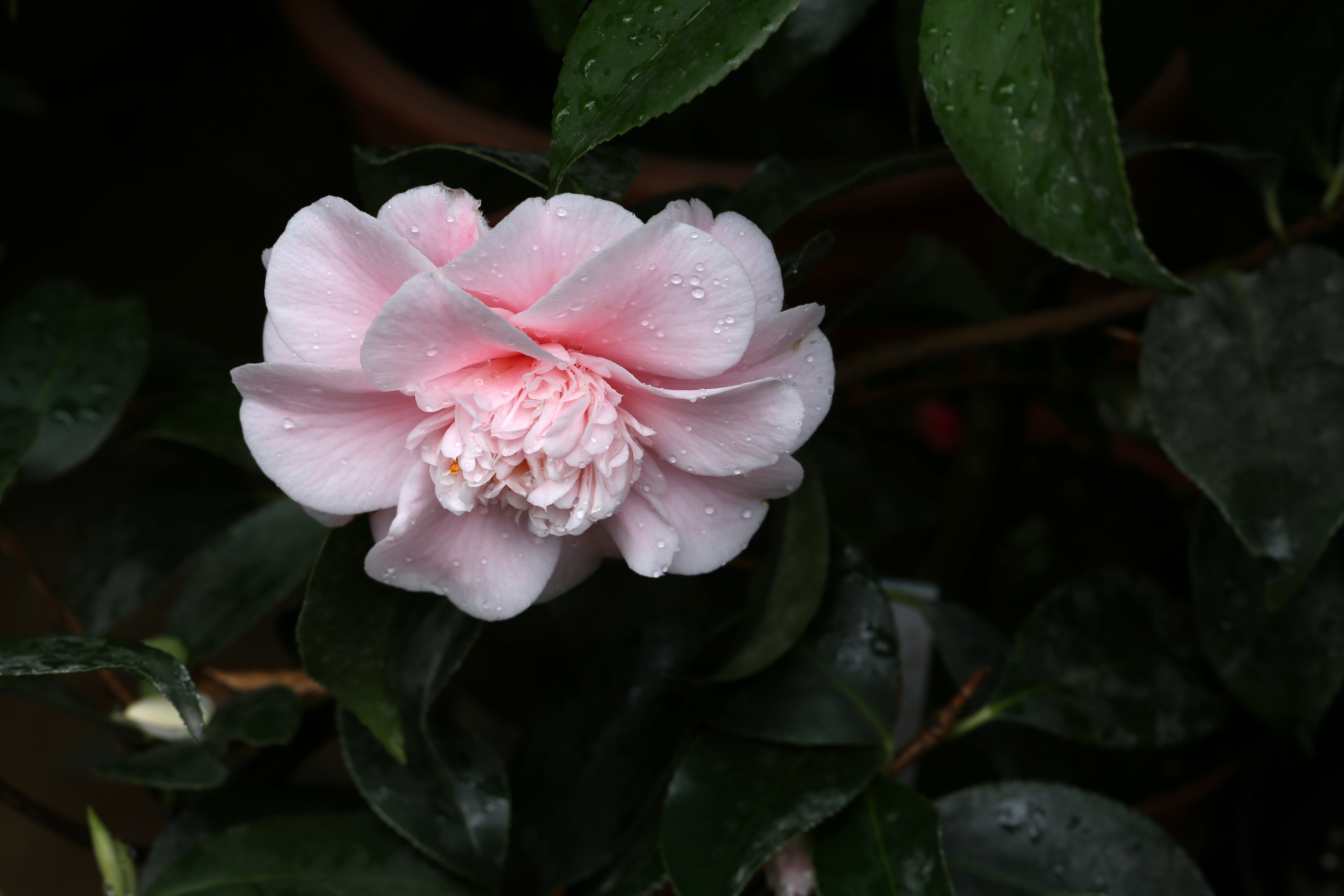 Flowers Camellia Rajec free image download