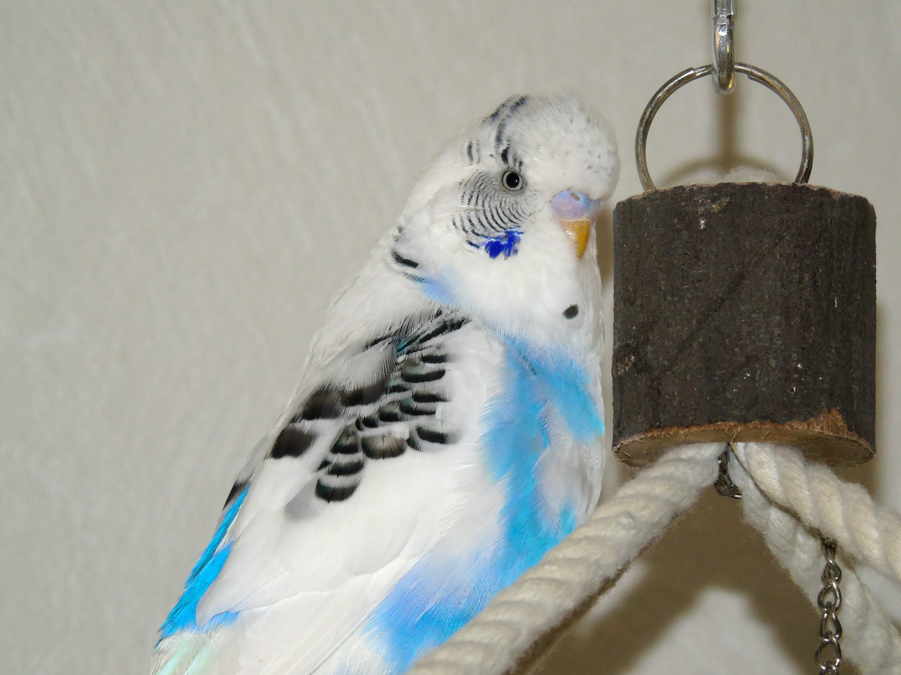 Cute parrot on a string free image download