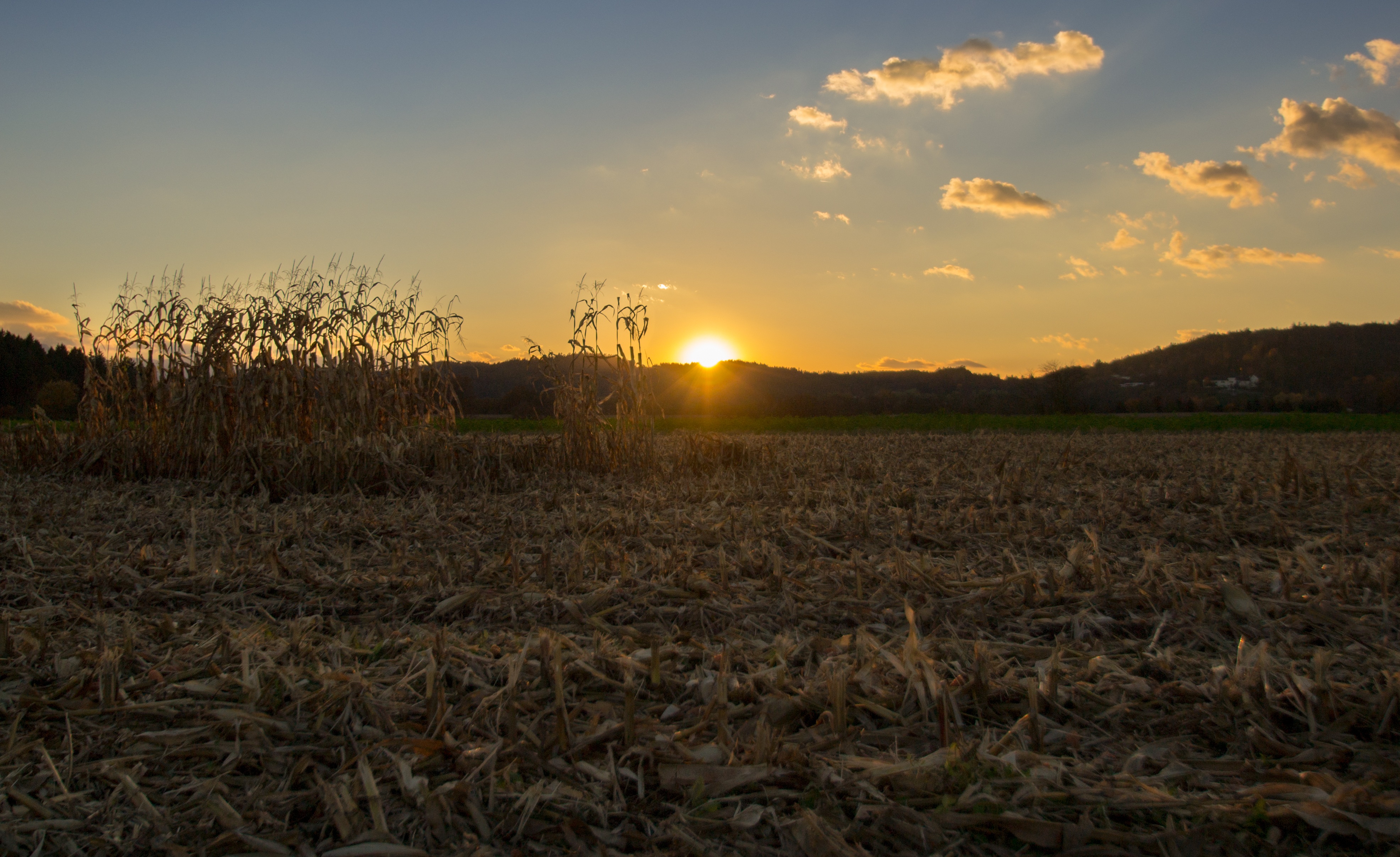 Sunset over corn field view free image download