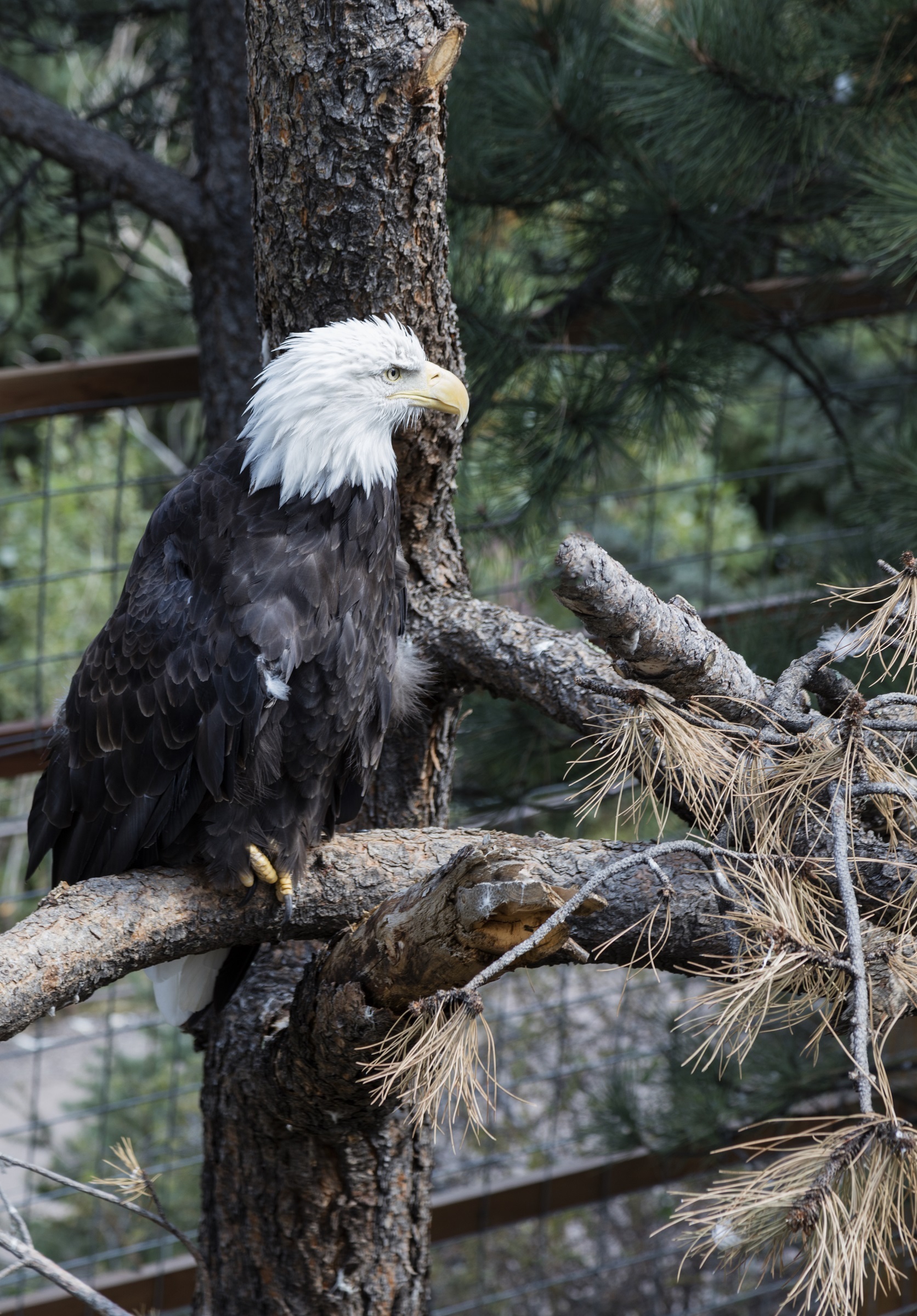 Bald Eagle Perched Raptor bird free image download
