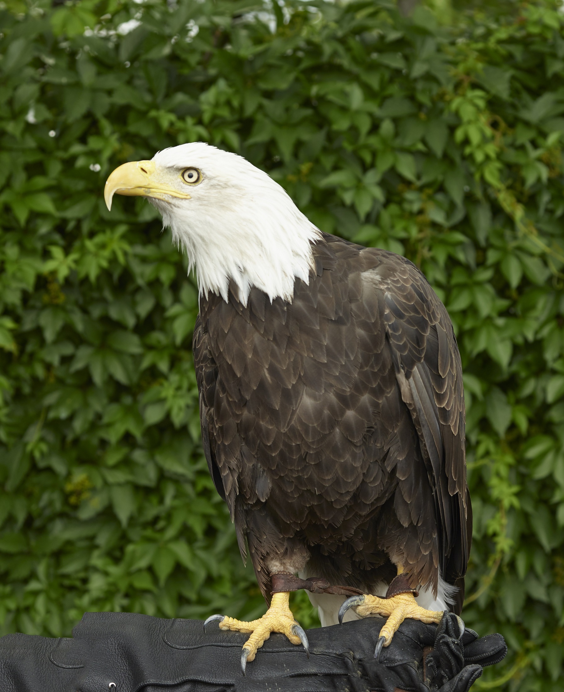 Bald Eagle perched hand in leather glove free image download